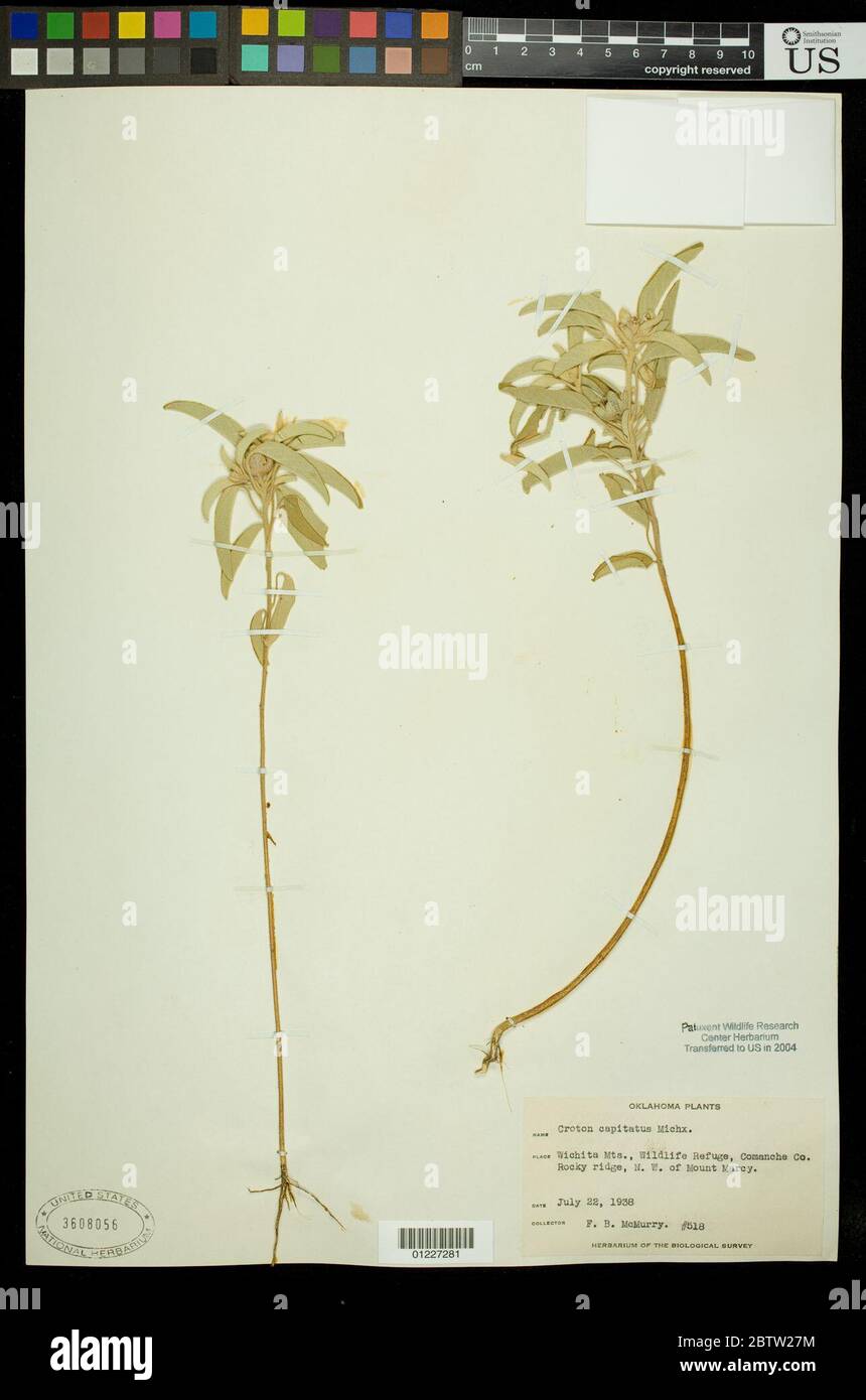 Croton capitatus hi-res stock photography and images - Alamy