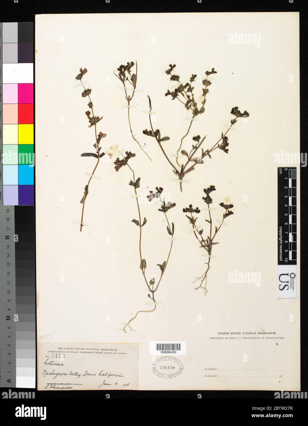 Collinsia High Resolution Stock Photography and Images - Alamy