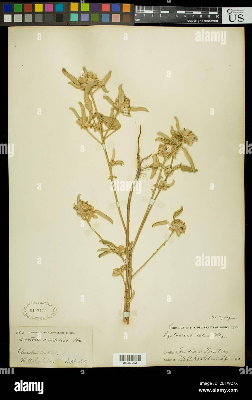 Croton capitatus hi-res stock photography and images - Alamy