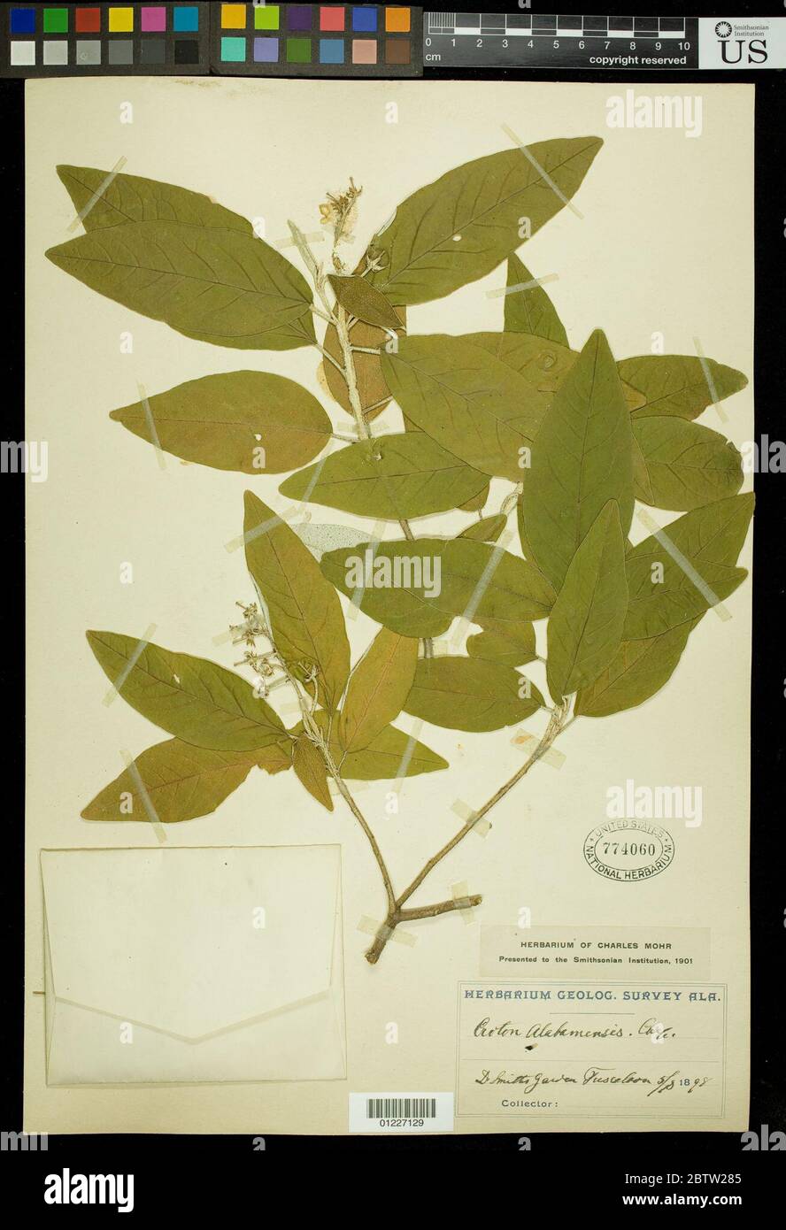Croton alabamensis hi-res stock photography and images - Alamy