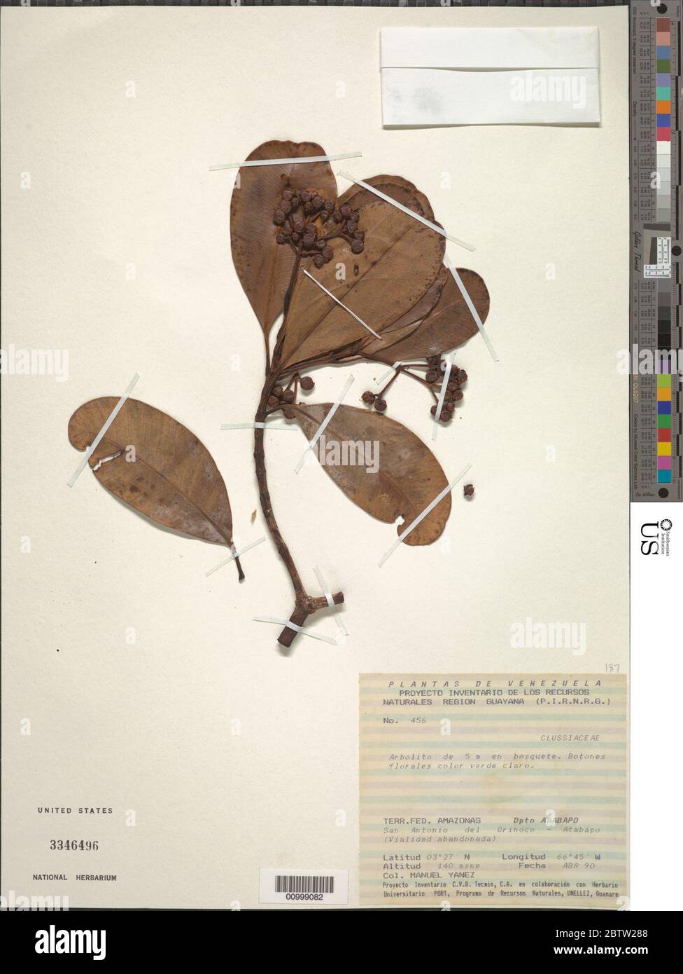 Clusia flowers hi-res stock photography and images - Alamy