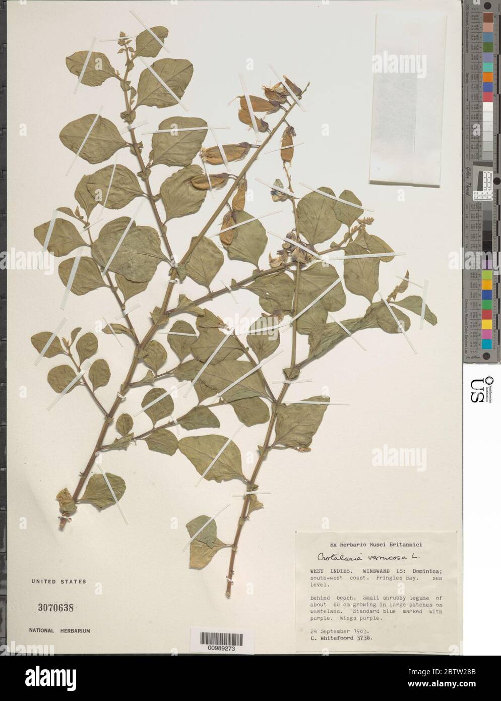 Crotalaria verrucosa L Stock Photo - Alamy