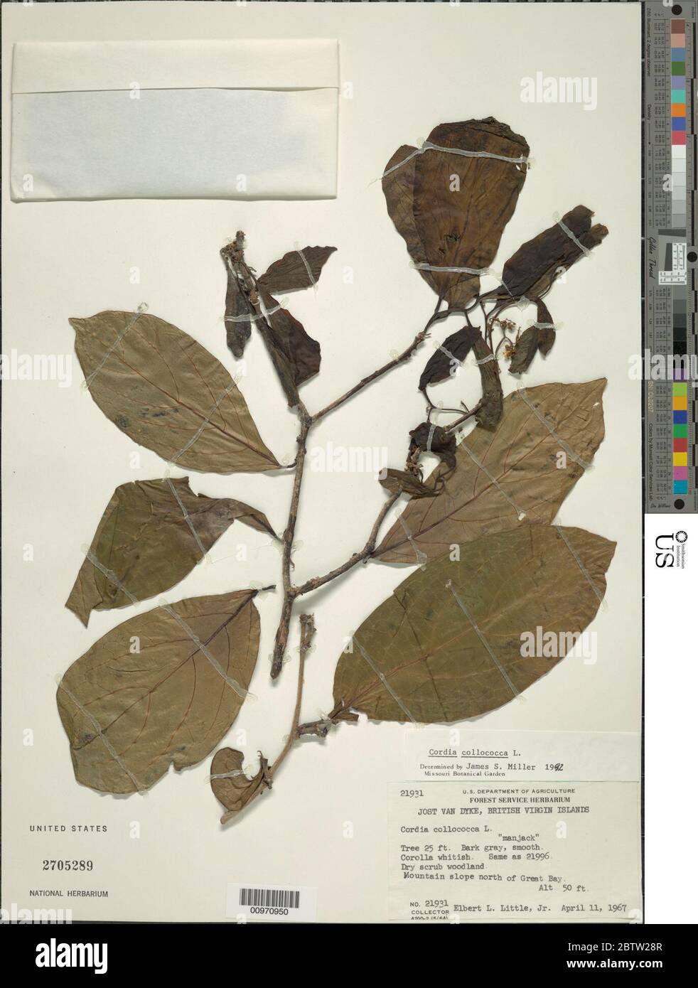 Cordia collococca L Stock Photo - Alamy