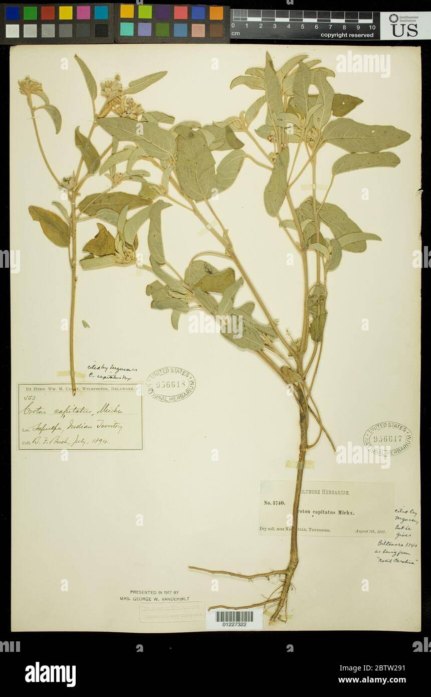 Croton capitatus hi-res stock photography and images - Alamy