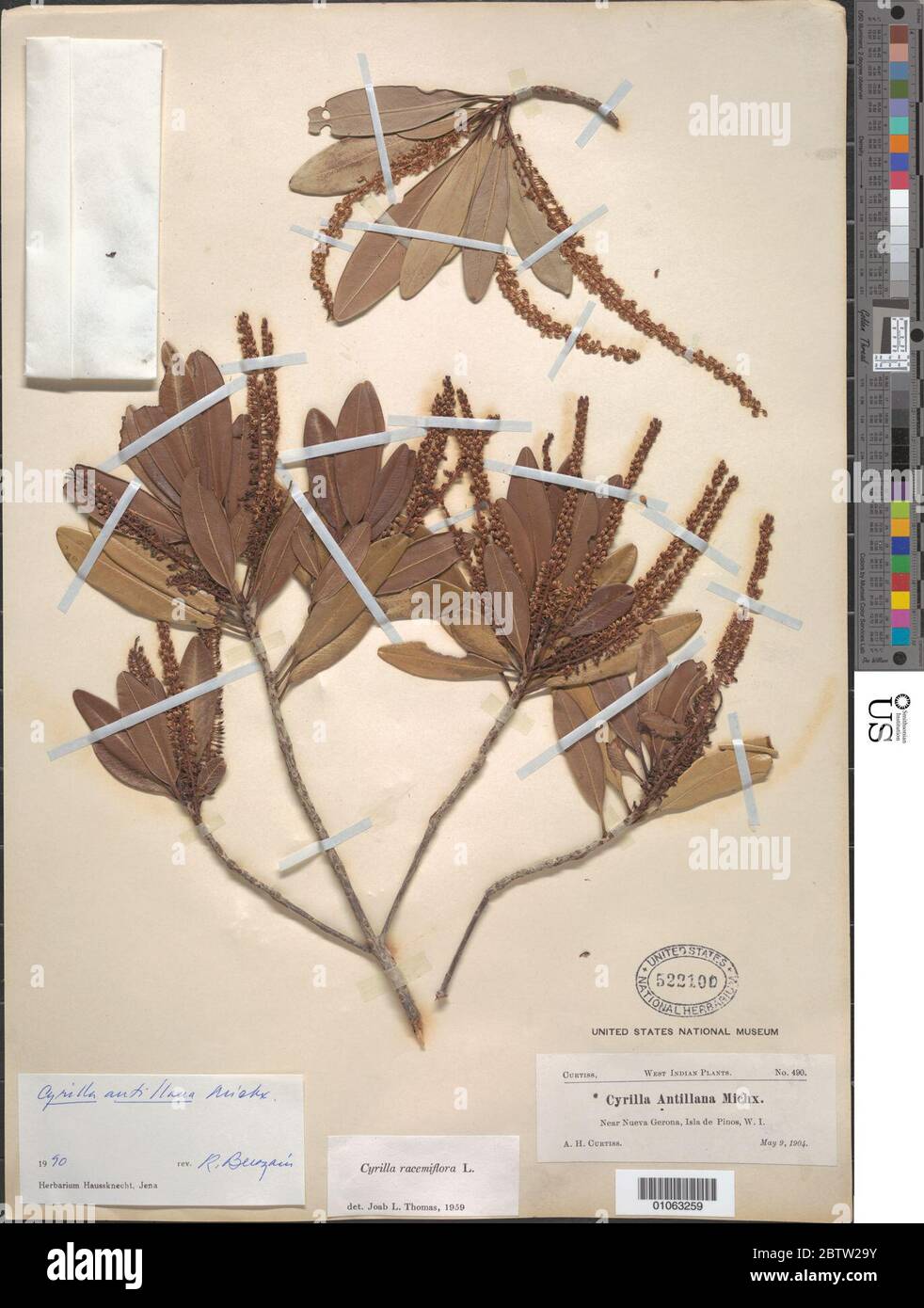 Cyrilla hi-res stock photography and images - Alamy