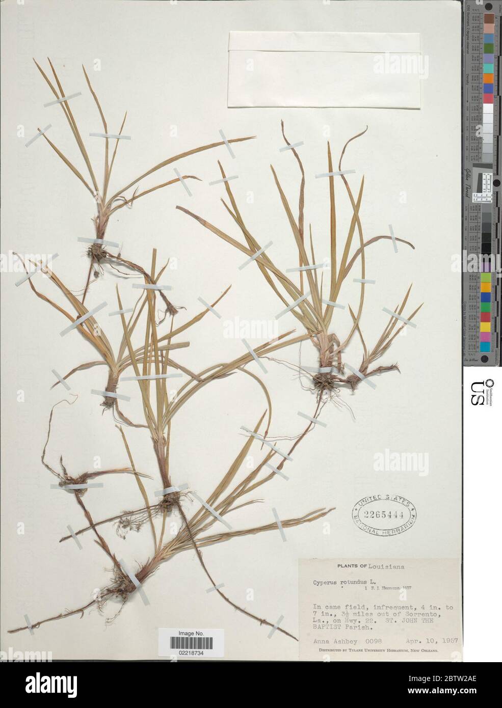 Cyperus rotundus hi-res stock photography and images - Alamy