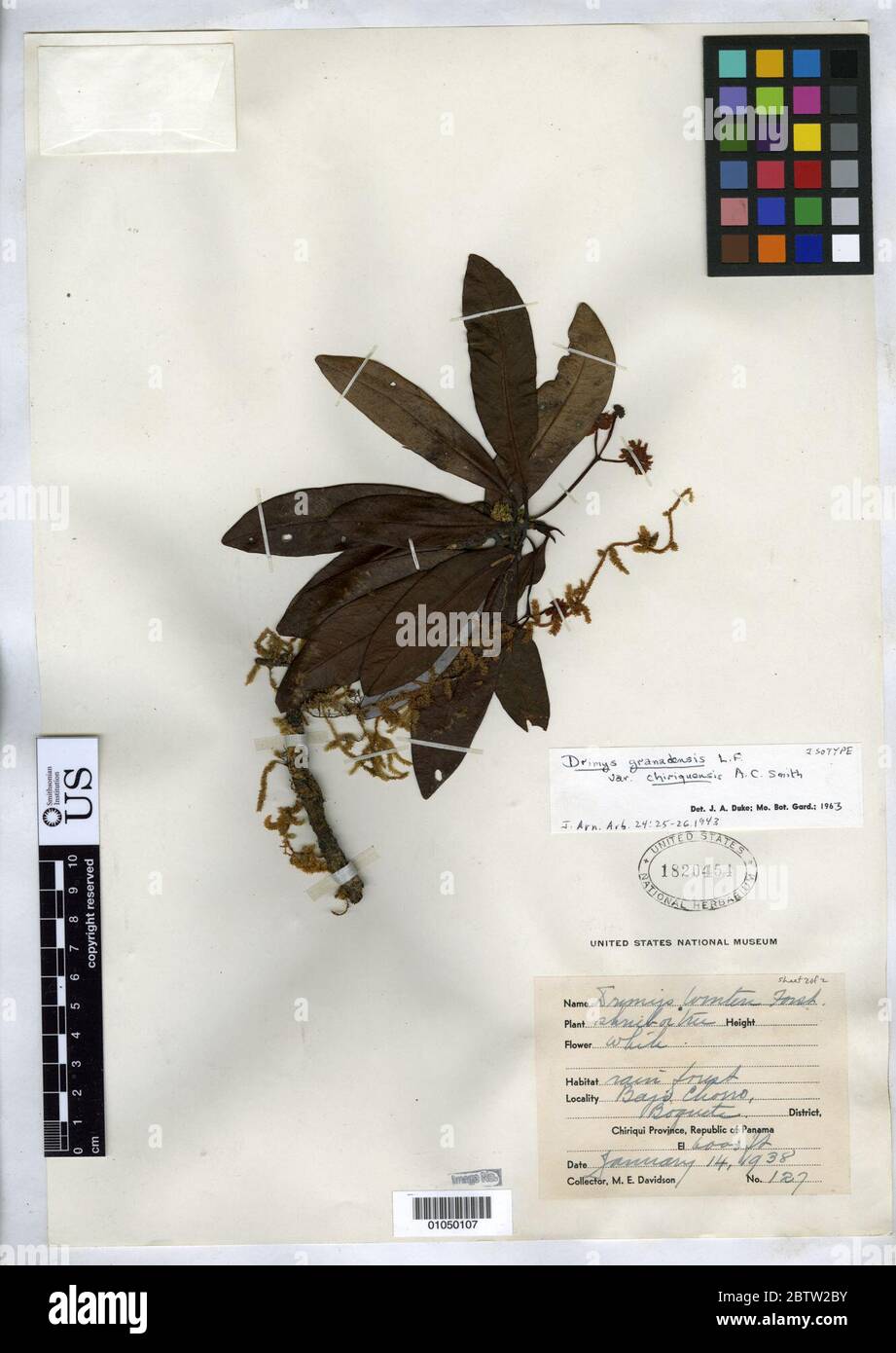 Drimys hi-res stock photography and images - Alamy