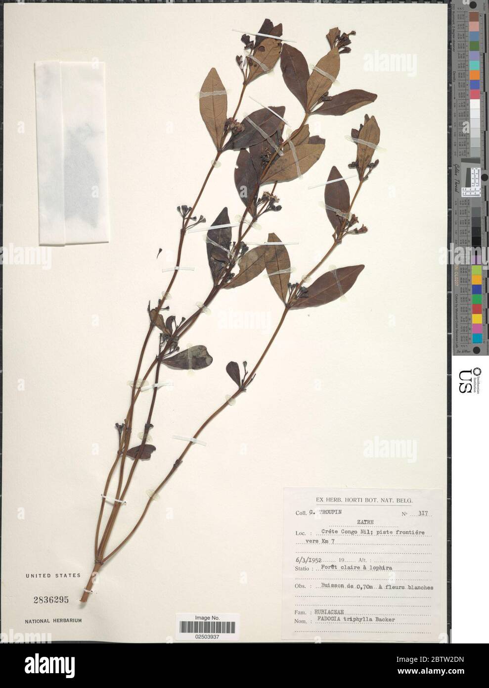 Fadogia hi-res stock photography and images - Alamy