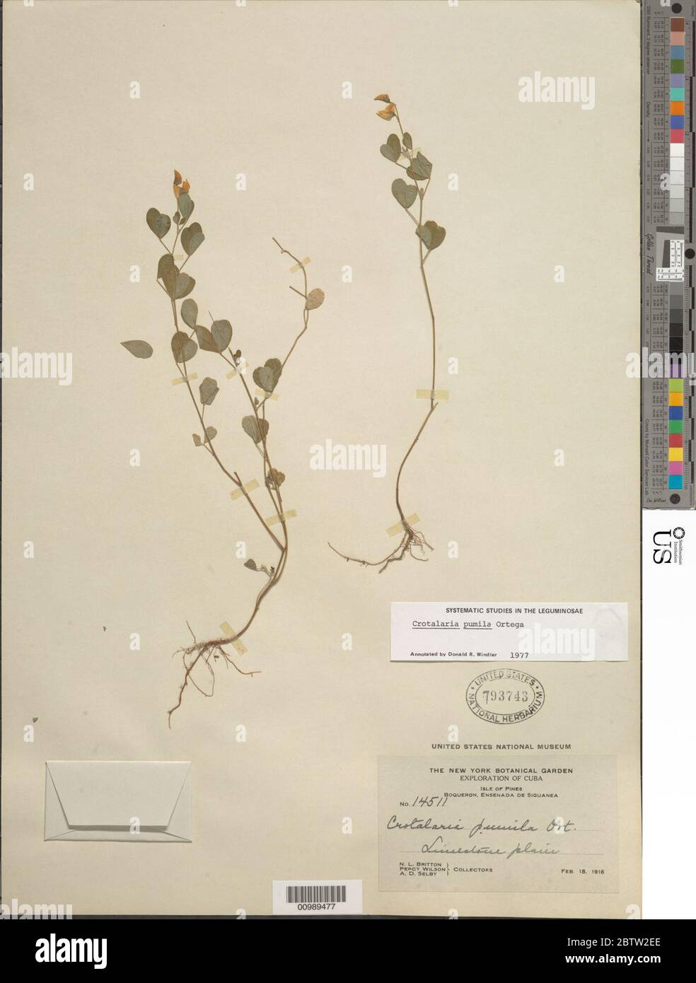 Geonoma sp hi-res stock photography and images - Alamy