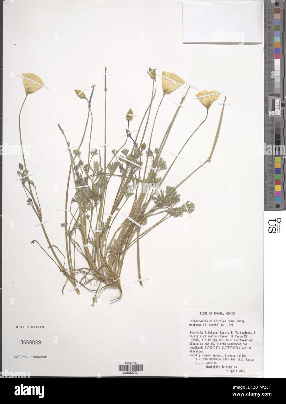 Eschscholzia californica cham hi-res stock photography and images - Alamy