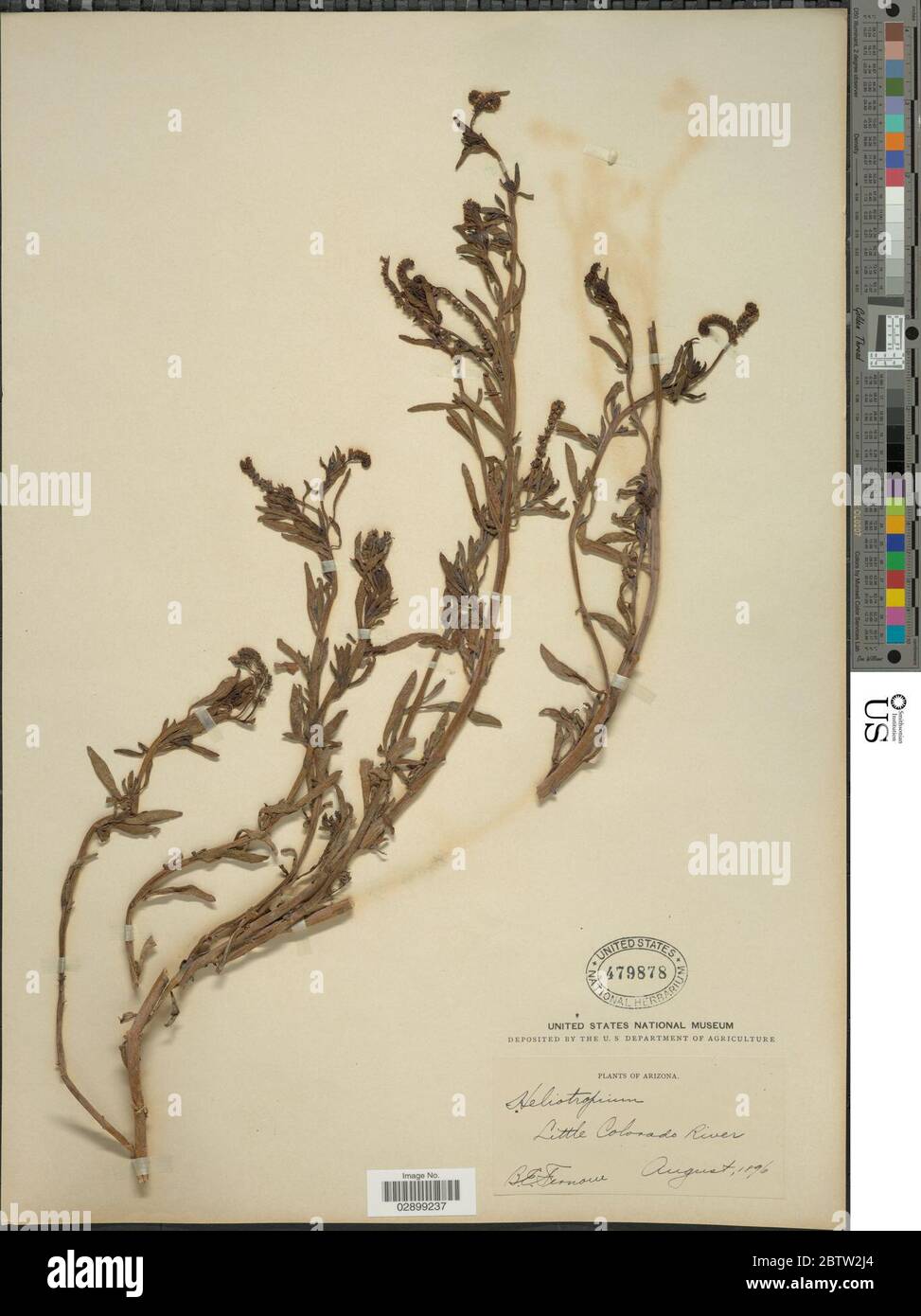 Heliotropium sp hi-res stock photography and images - Alamy