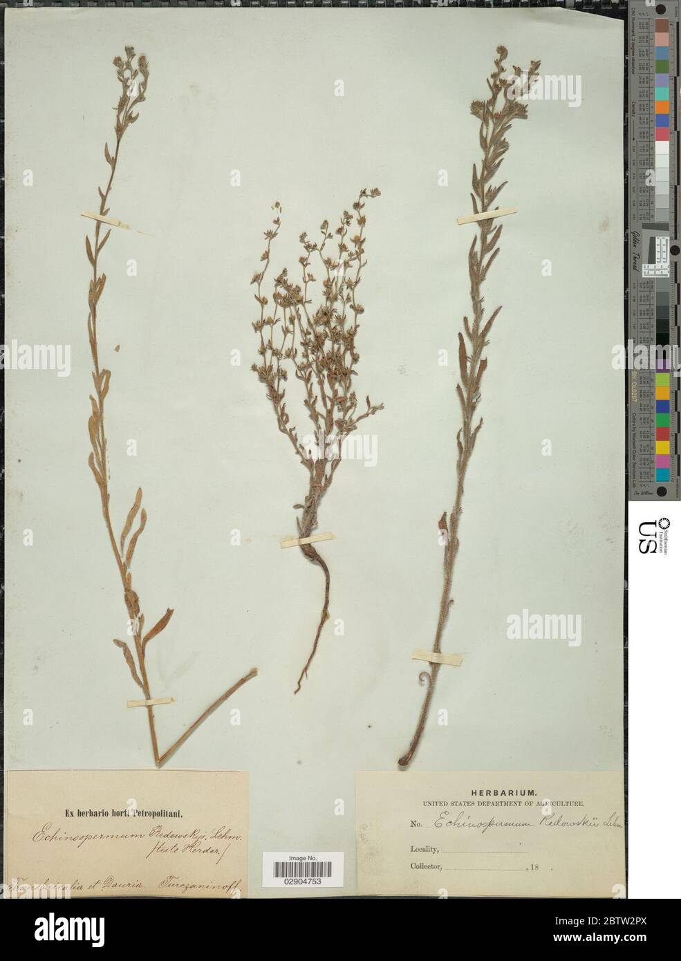 Lappula hi-res stock photography and images - Alamy