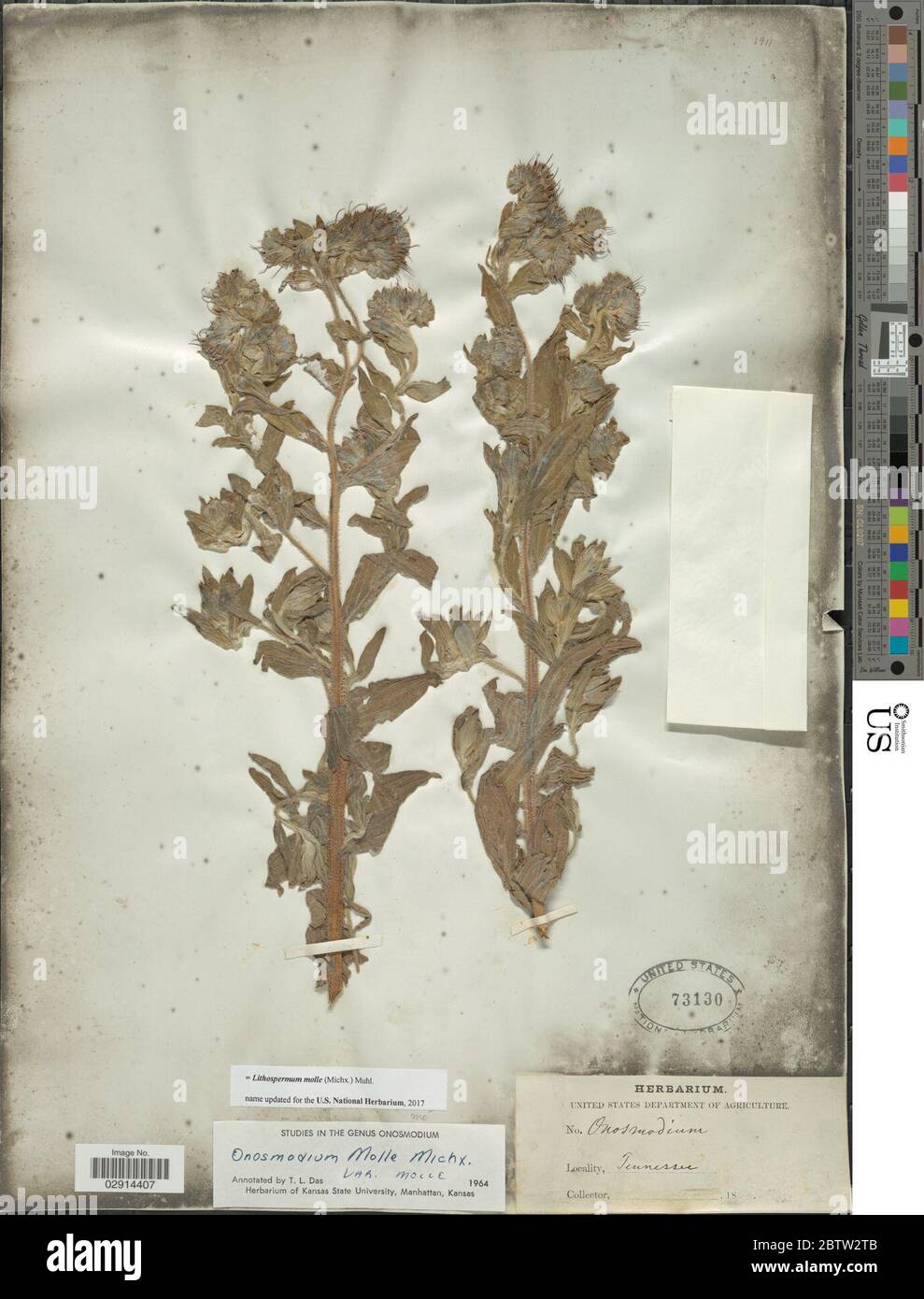 Lithospermum molle Muhl Stock Photo - Alamy