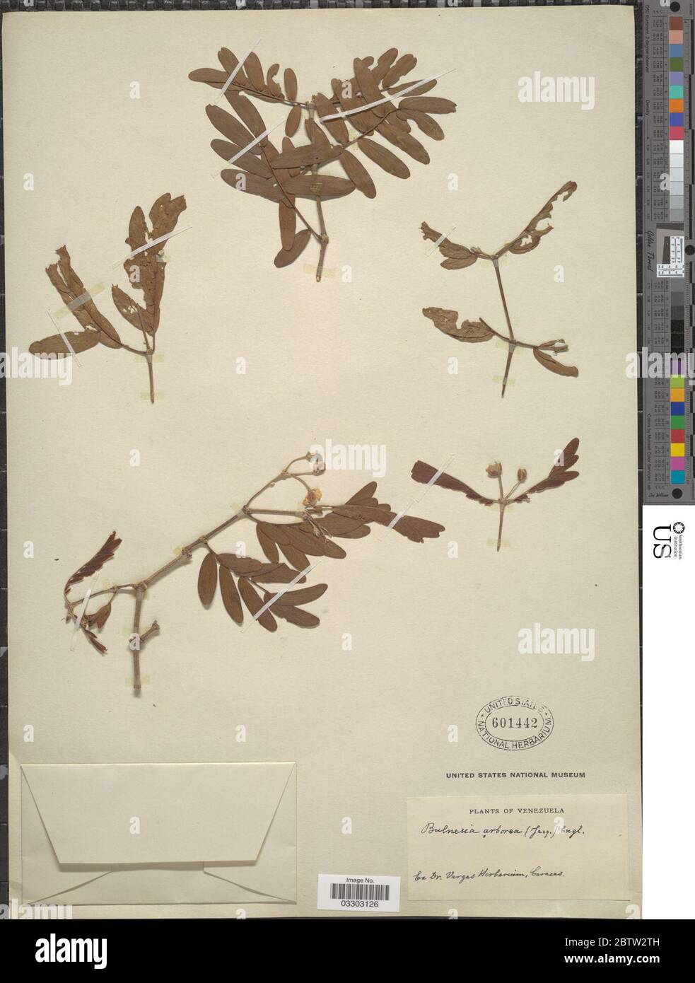 Bulnesia hi-res stock photography and images - Alamy