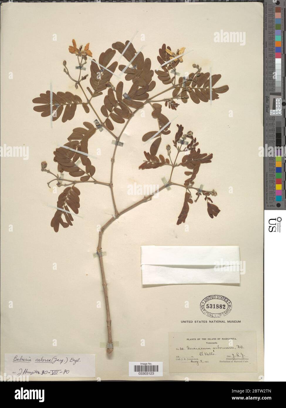 Bulnesia hi-res stock photography and images - Alamy