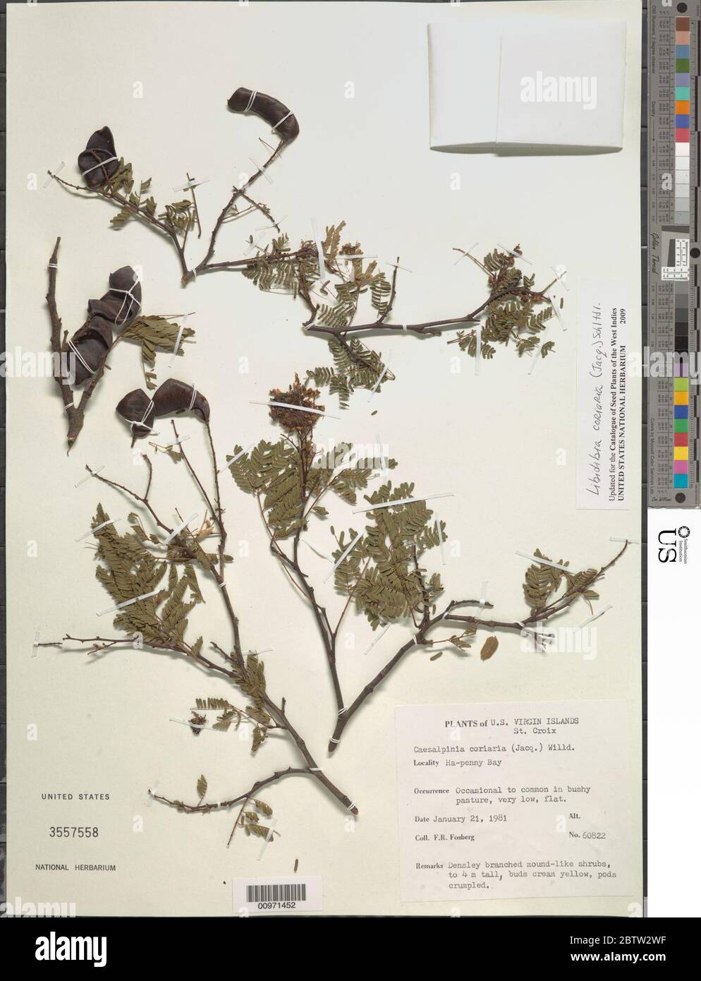 Libidibia coriaria Jacq Schltdl Stock Photo - Alamy