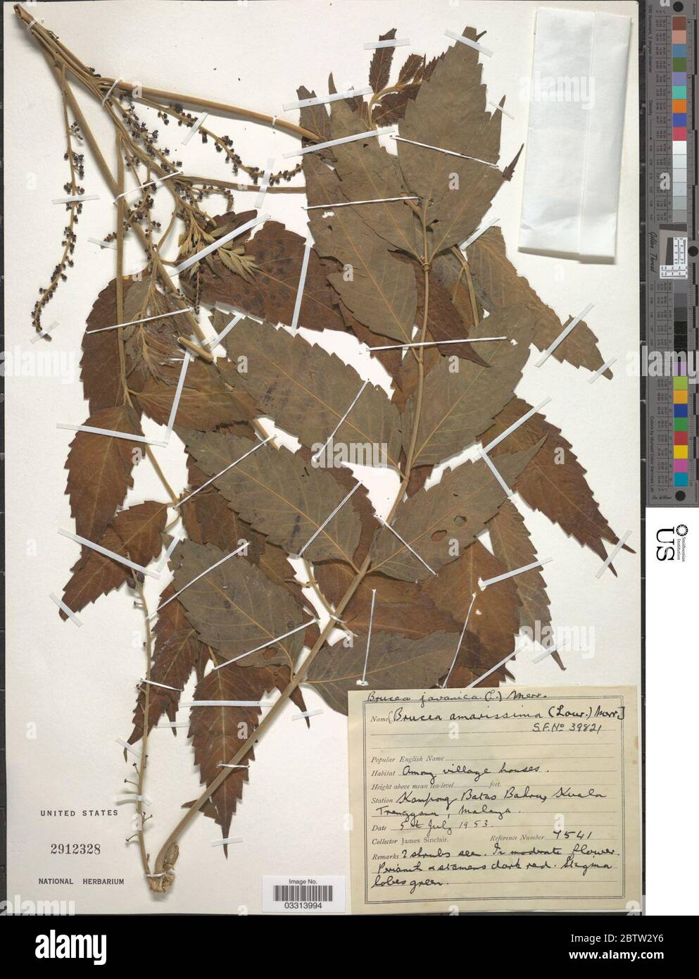 Brucea javanica hi-res stock photography and images - Alamy