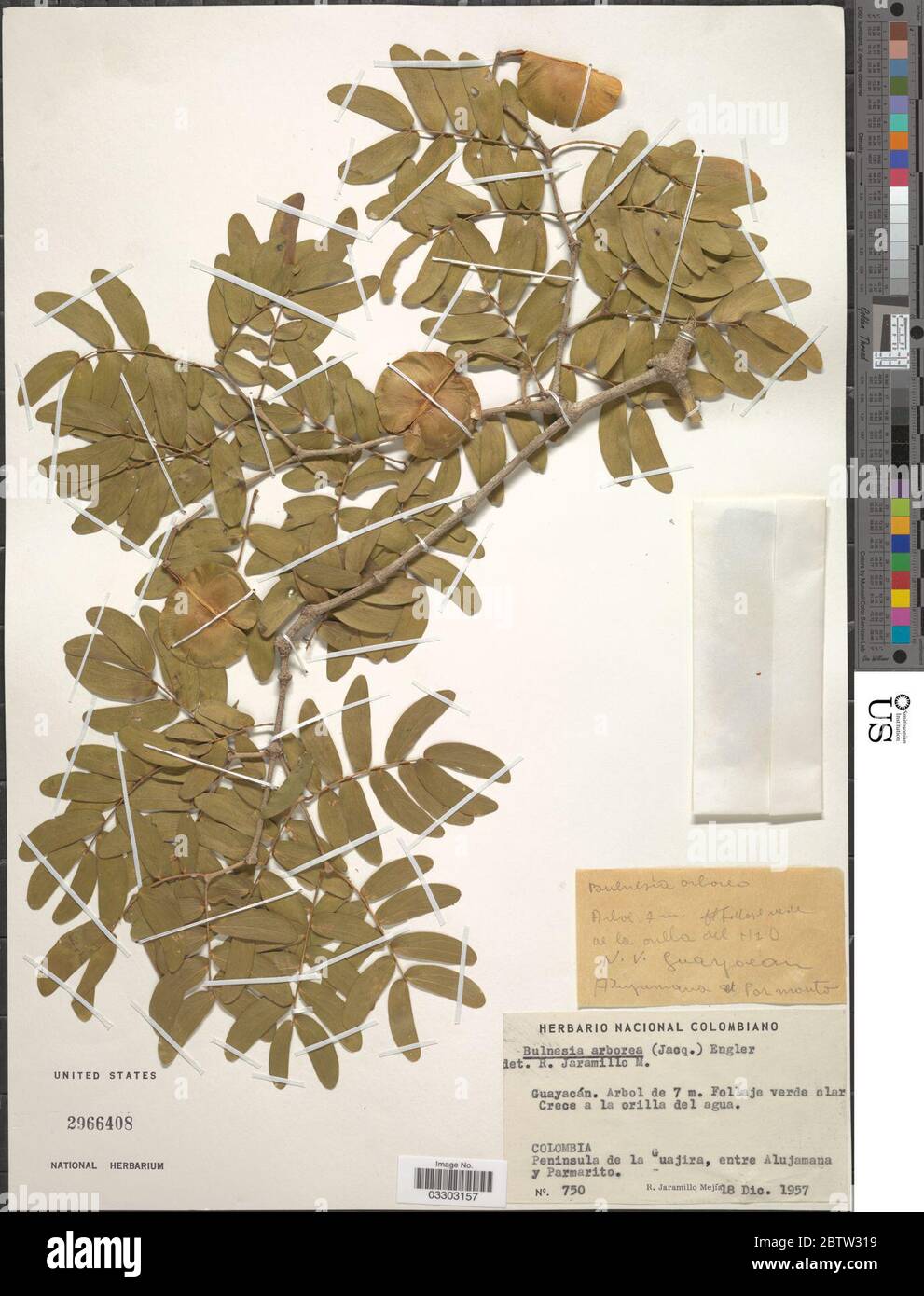 Bulnesia arborea. 12 Jul 20191 Stock Photo - Alamy