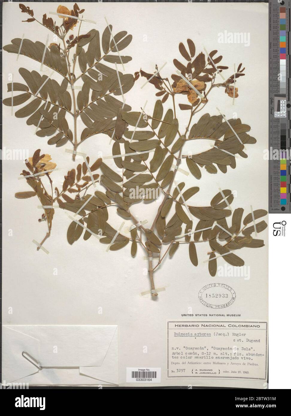 Bulnesia arborea. 12 Jul 20191 Stock Photo - Alamy