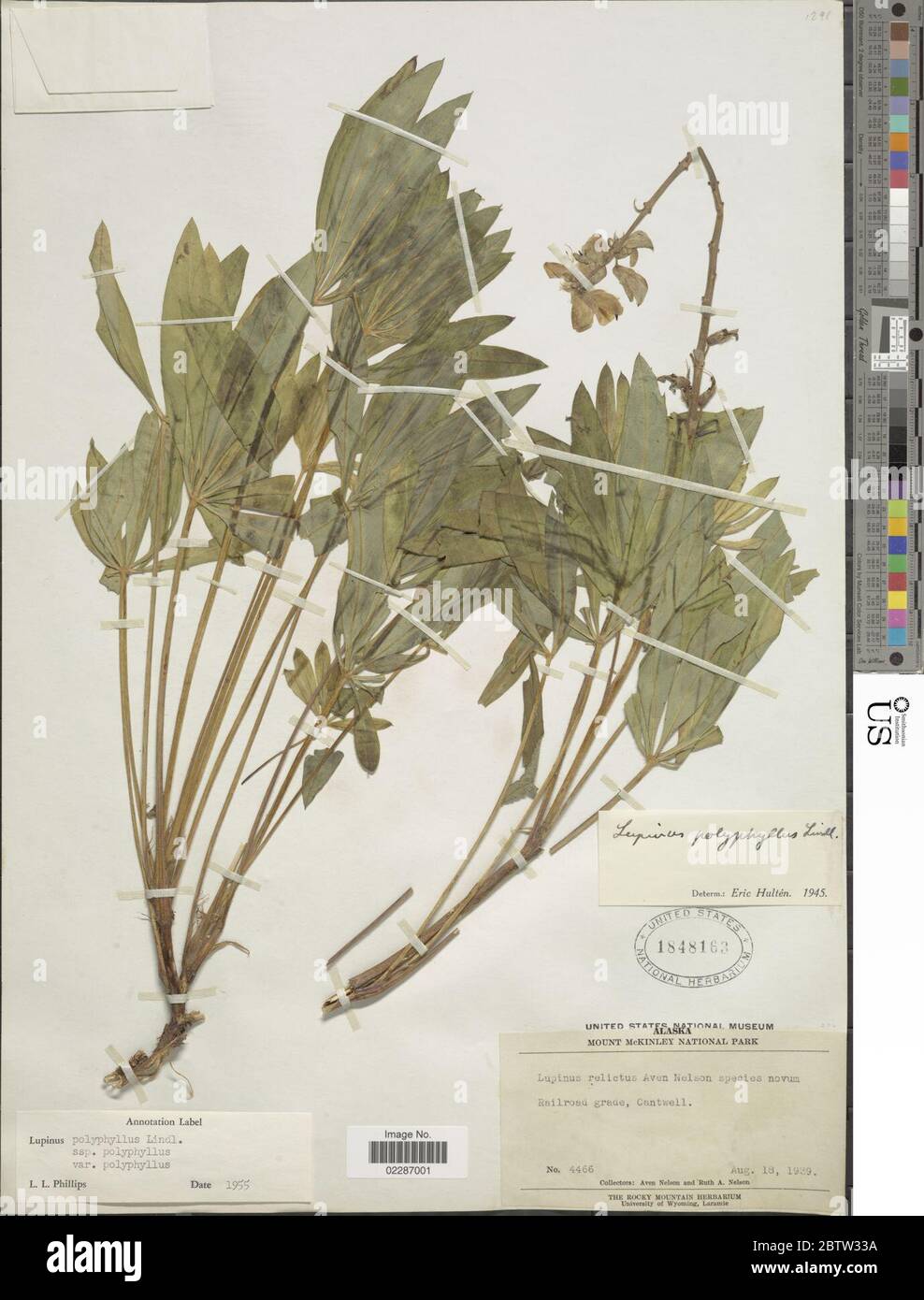 Lupinus polyphyllus subsp polyphyllus Stock Photo - Alamy