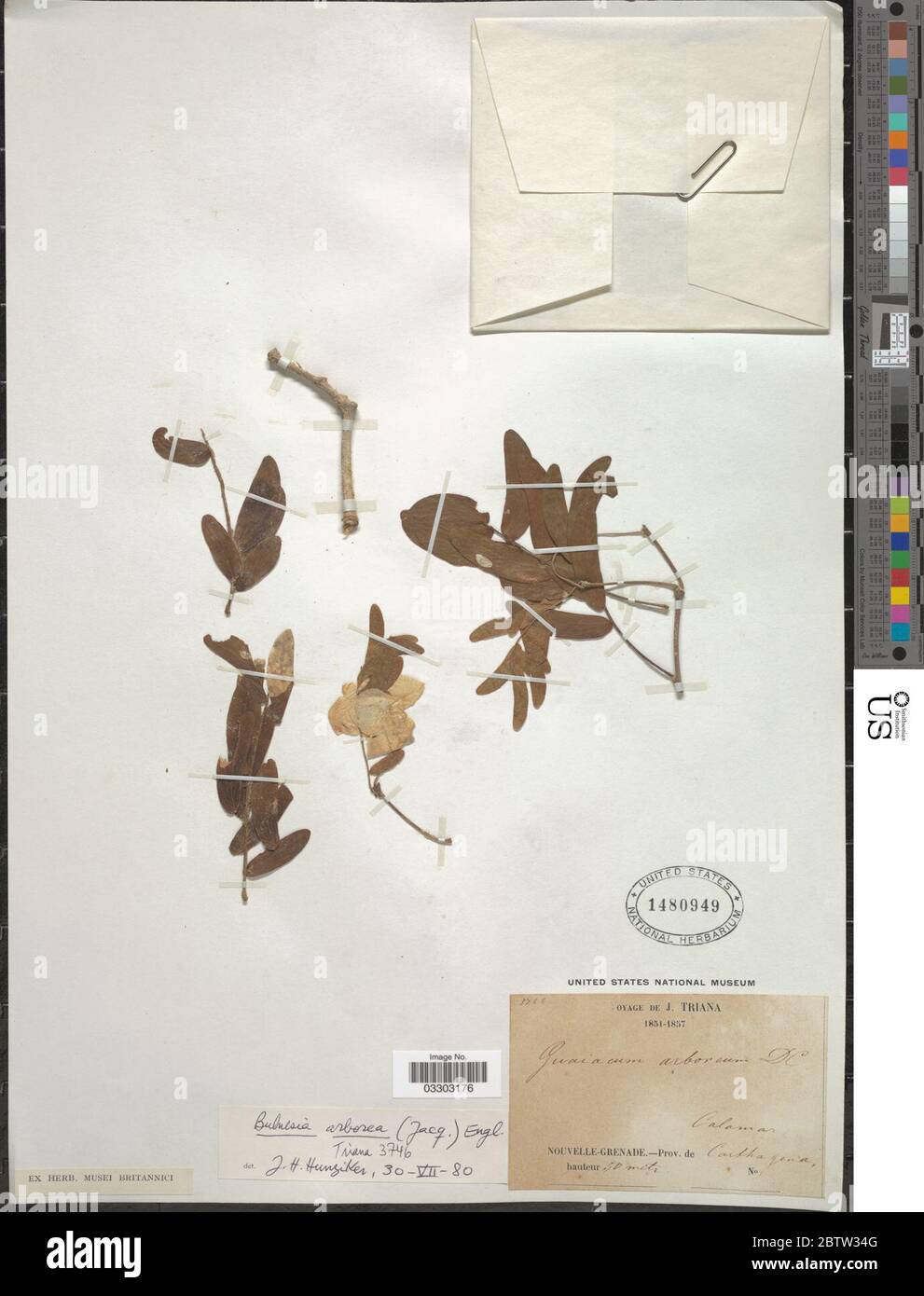 Bulnesia arborea. 12 Jul 20191 Stock Photo - Alamy