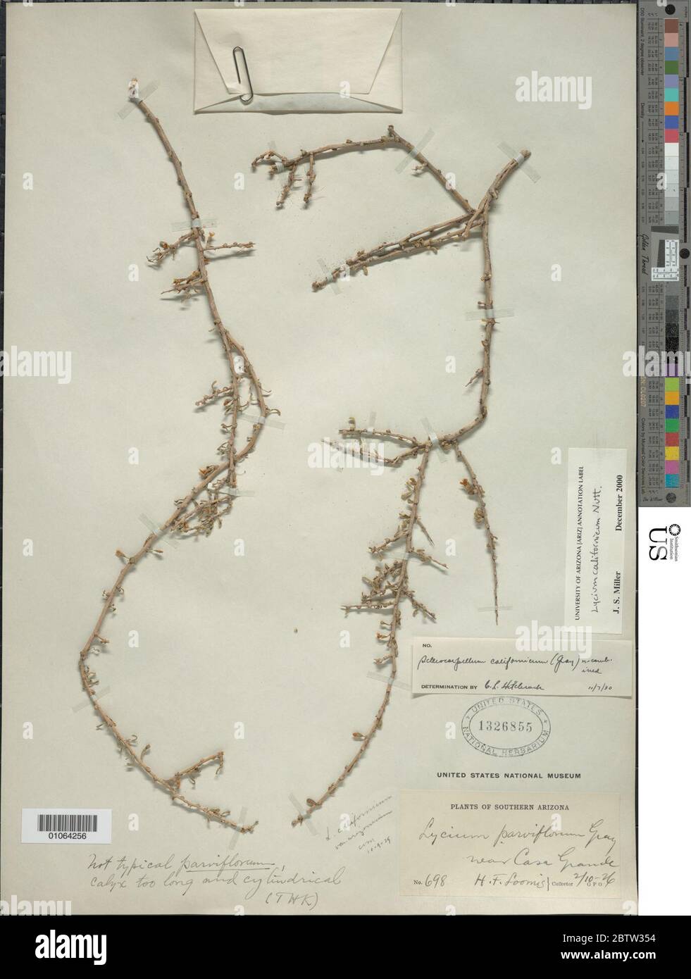 Lycium californicum Nutt Stock Photo - Alamy