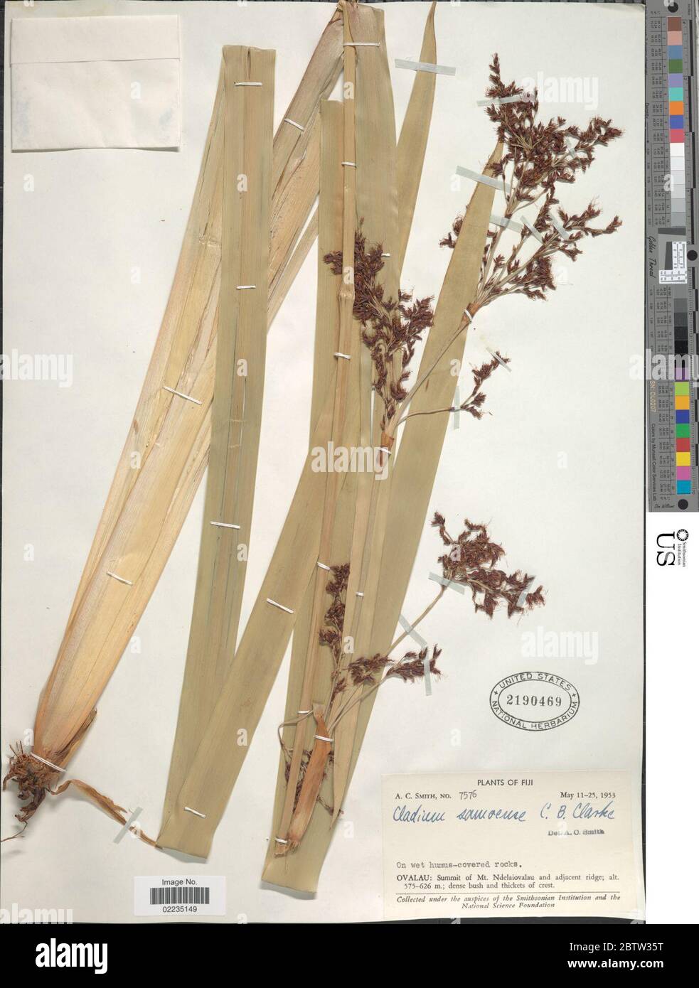 Samoensis hi-res stock photography and images - Alamy