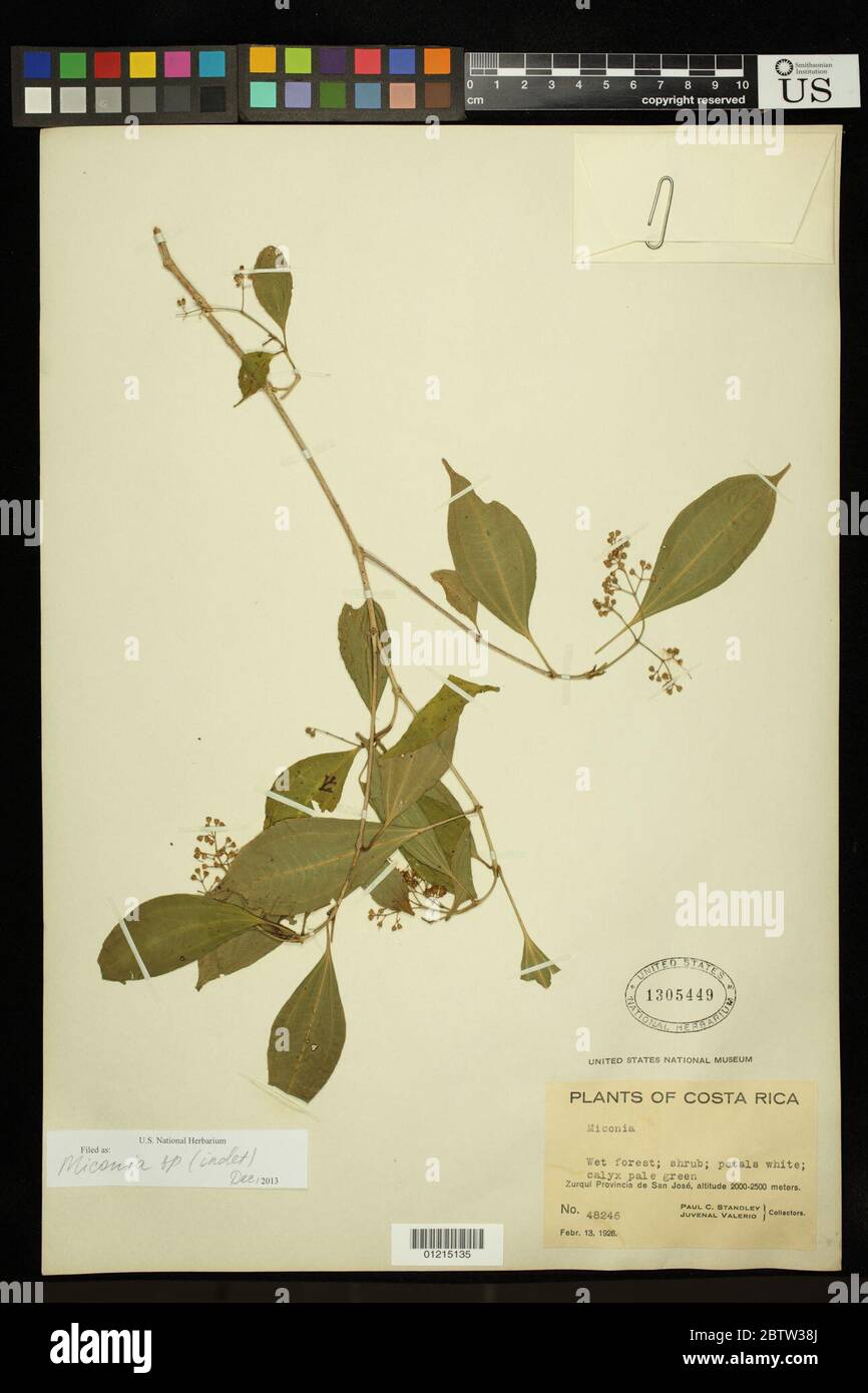 Miconia sp hi-res stock photography and images - Alamy