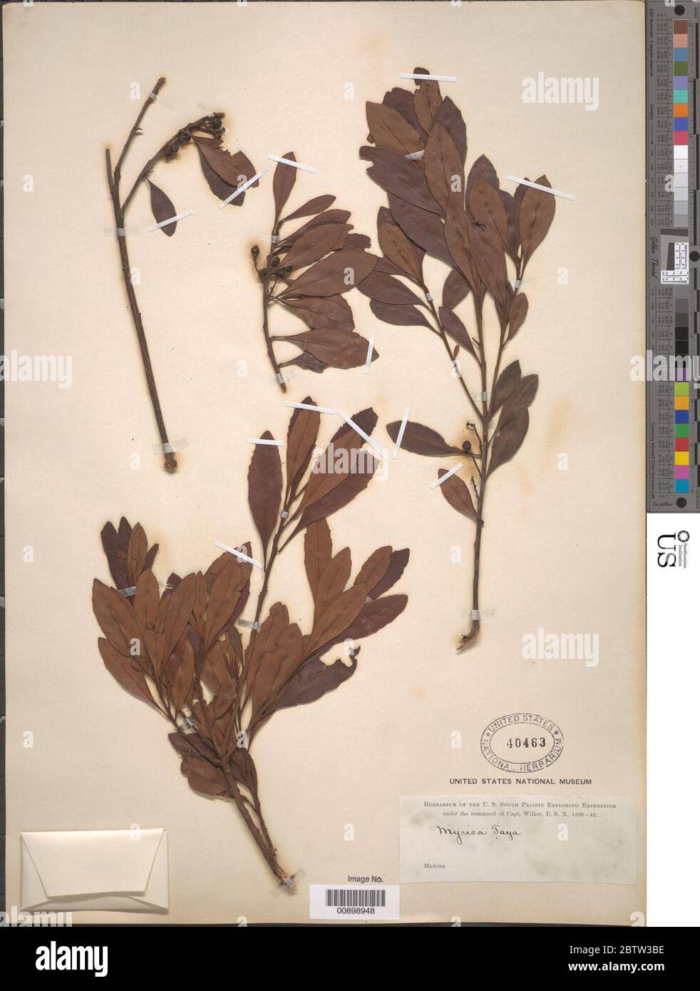 Faya tree myrica faya hi-res stock photography and images - Alamy