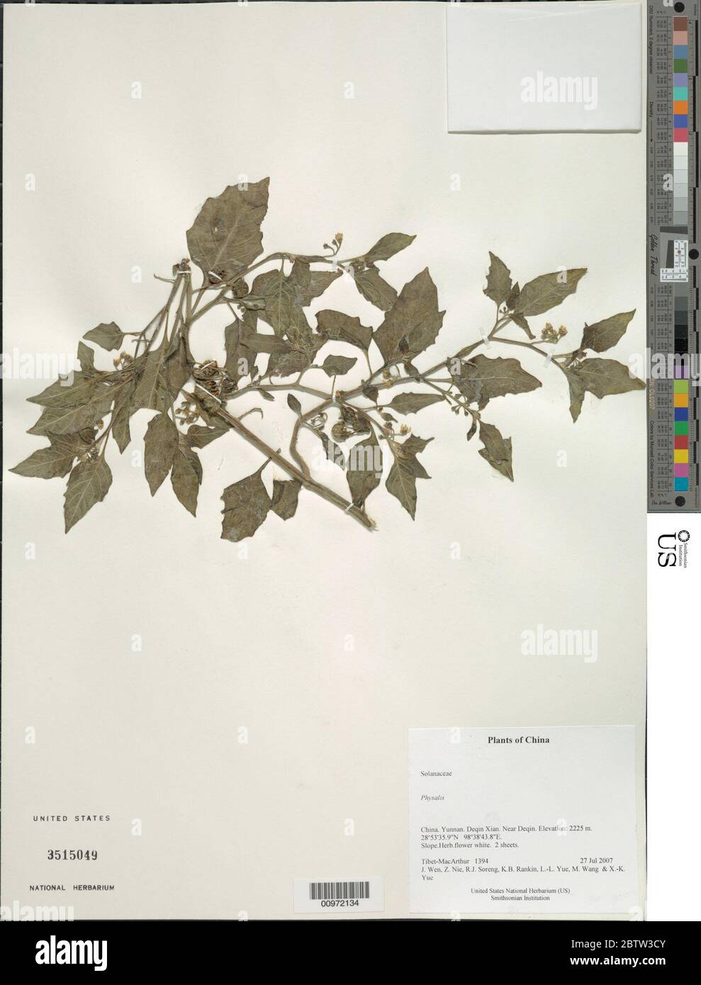 Physalis Sp High Resolution Stock Photography and Images - Alamy