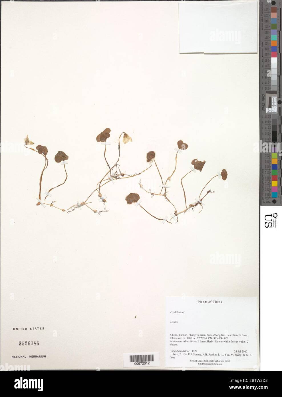 Oxalis sp hi-res stock photography and images - Alamy