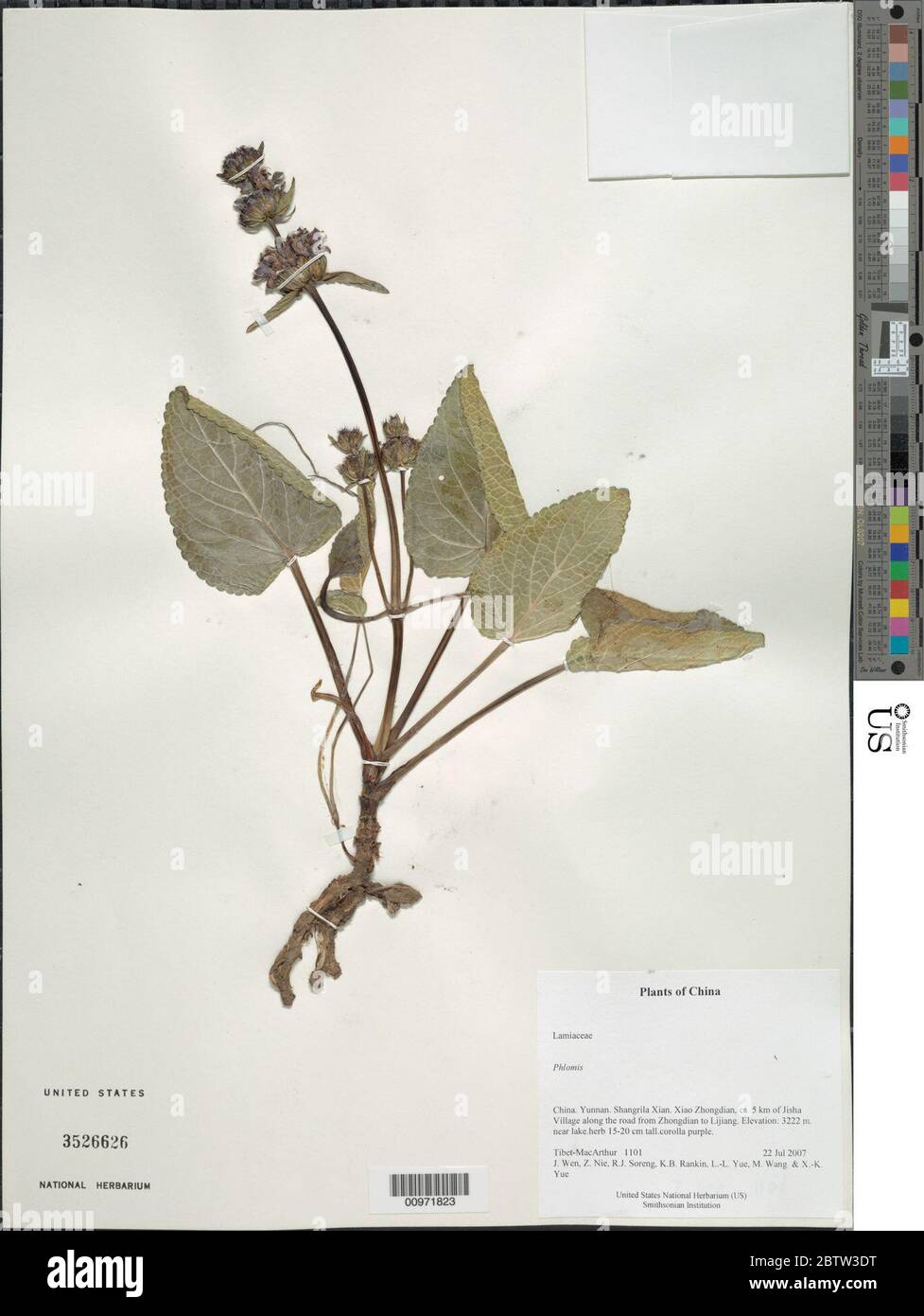 Phlomis phlomis sp hi-res stock photography and images - Alamy