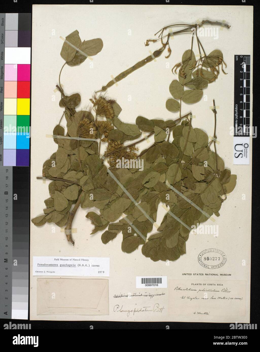 Pithecellobium hi-res stock photography and images - Alamy