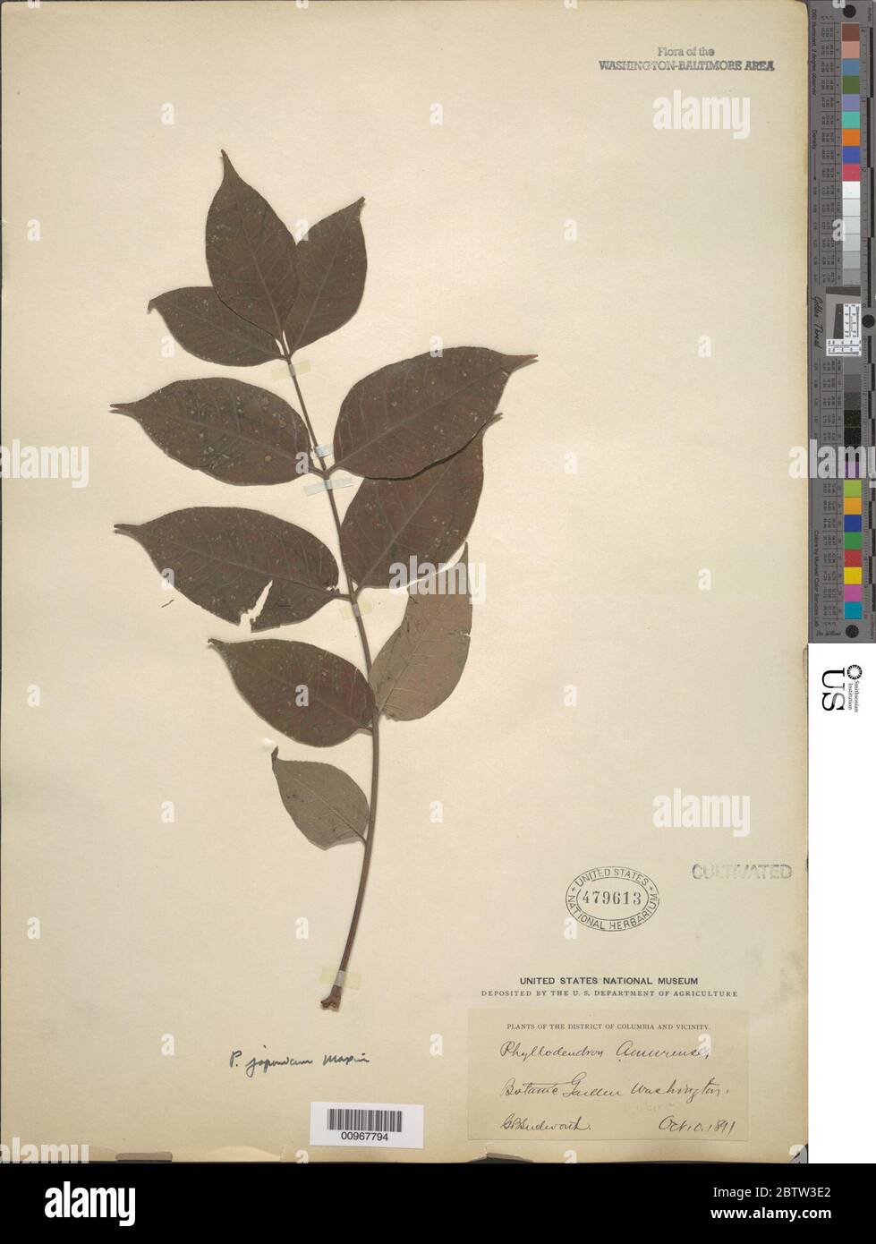 Phellodendron hi-res stock photography and images - Alamy