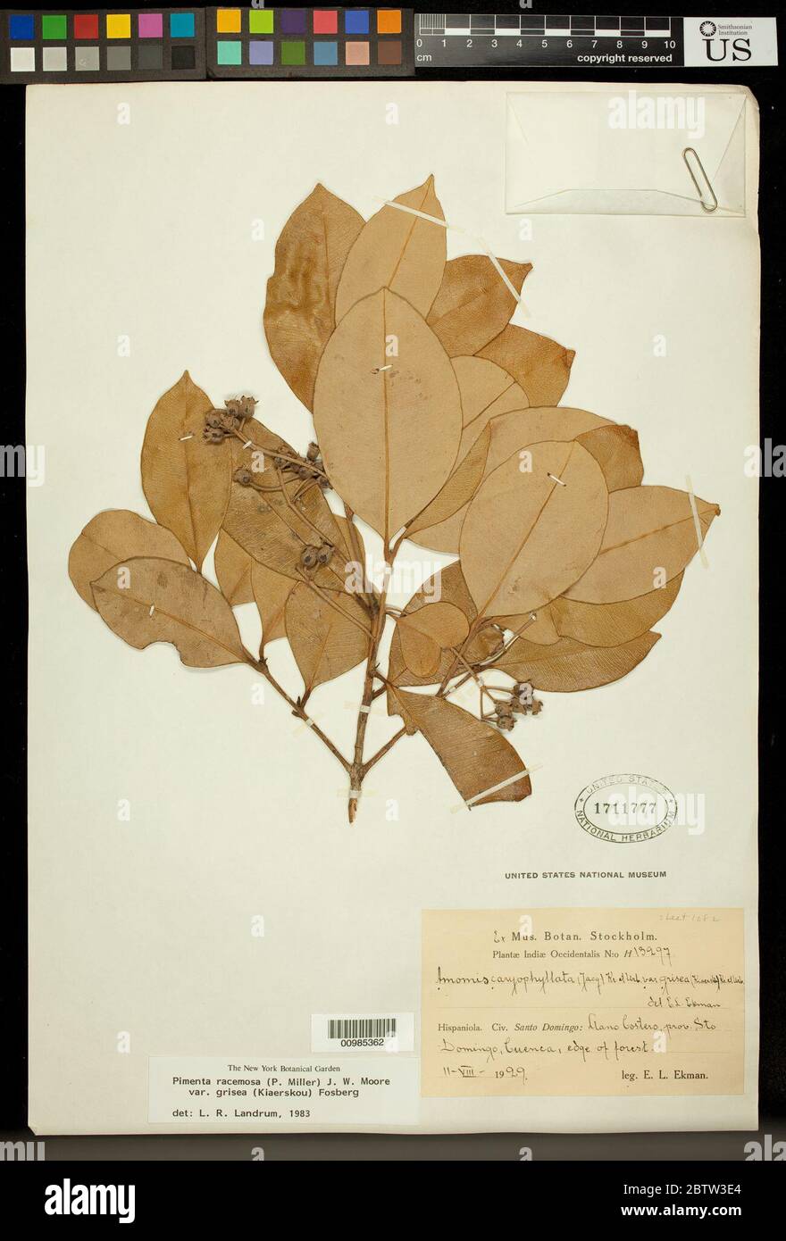 Pimenta racemosa plant hi-res stock photography and images - Alamy