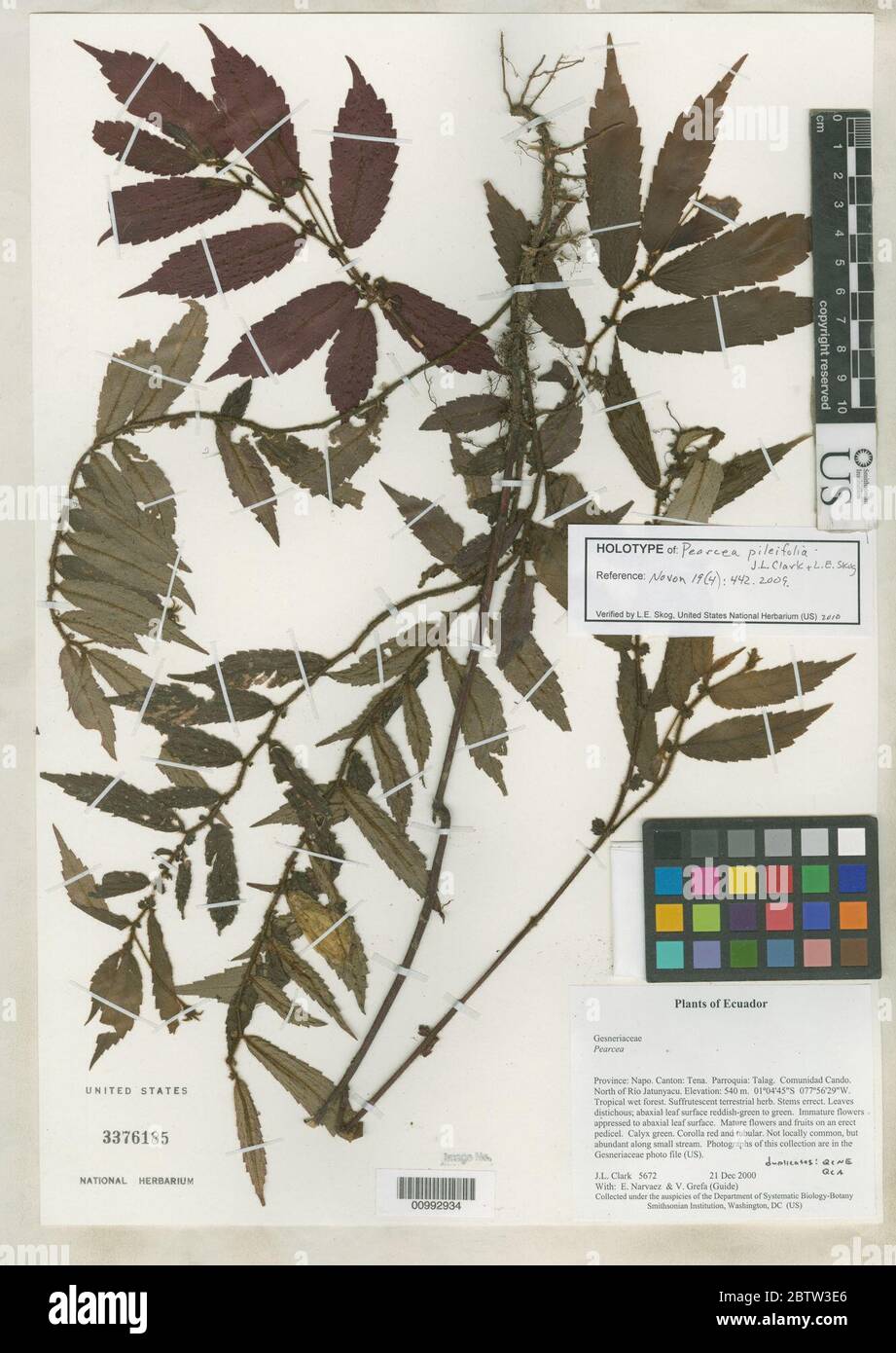 Pearcea pileifolia JL Clark LE Skog Stock Photo - Alamy