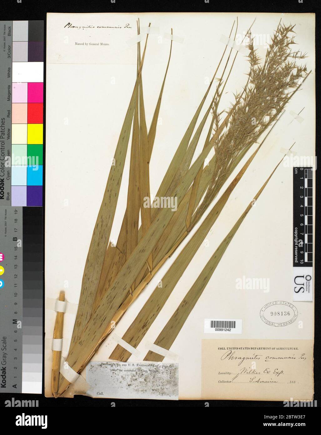 Phragmites australis Cav Trin ex Steud Stock Photo - Alamy