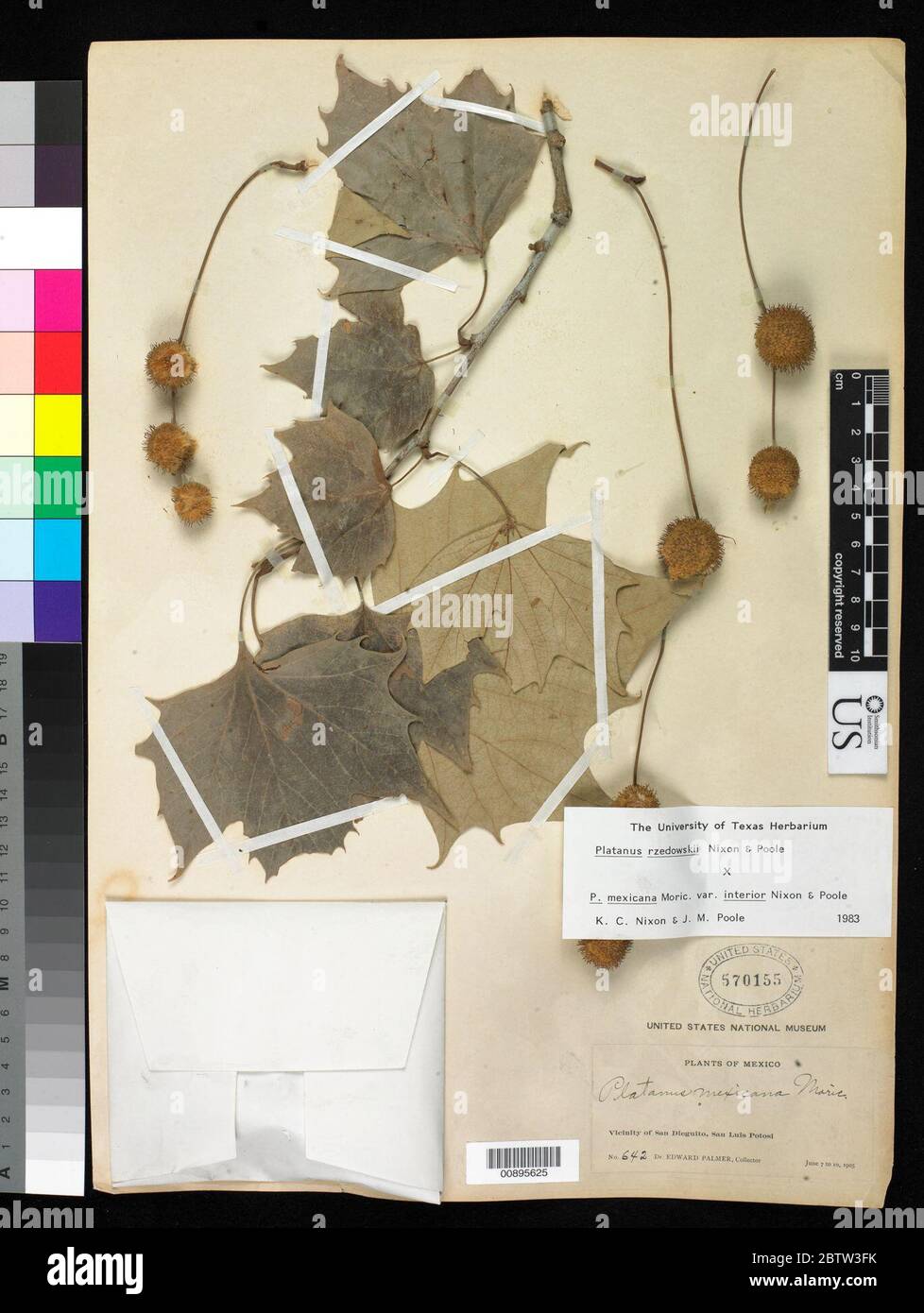 Platanus x rzedowskii mexicana Stock Photo - Alamy