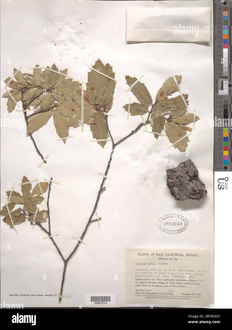 Quercus devia Goldman Stock Photo - Alamy