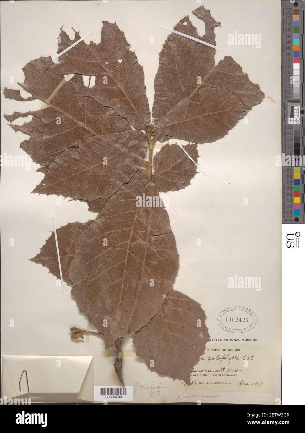 Quercus candicans Ne Stock Photo - Alamy