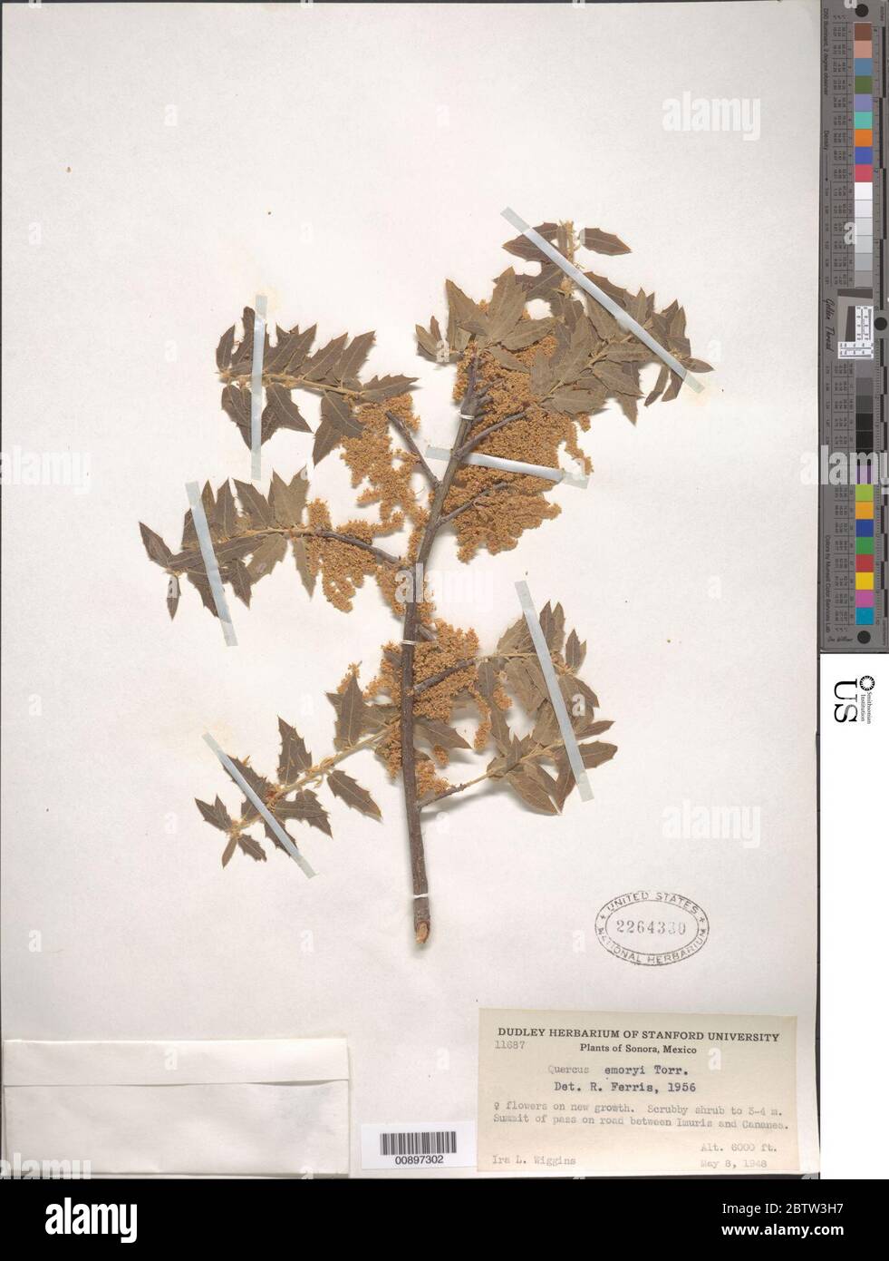 Emory oak tree hi-res stock photography and images - Alamy