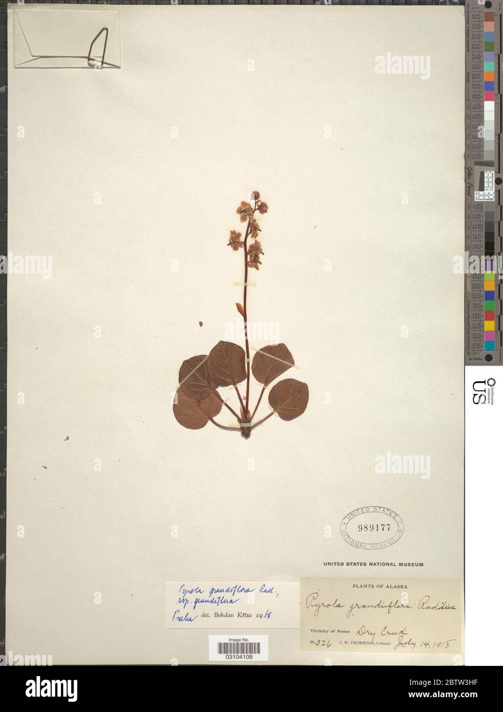 Pyrola grandiflora Radius Stock Photo - Alamy