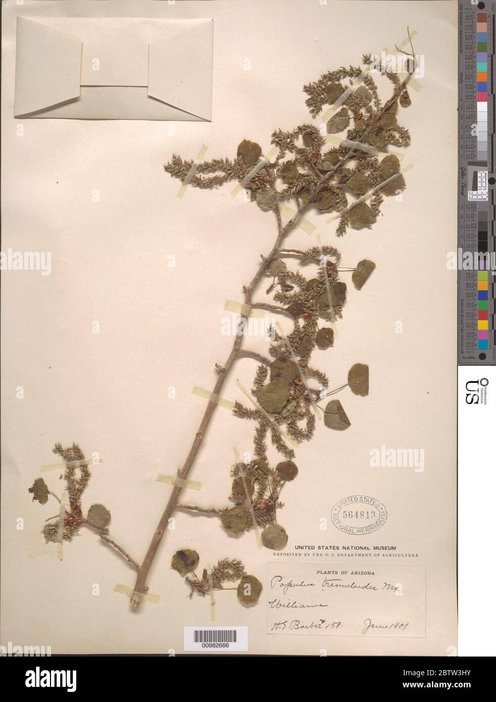 Populus tremuloides Michx Stock Photo - Alamy