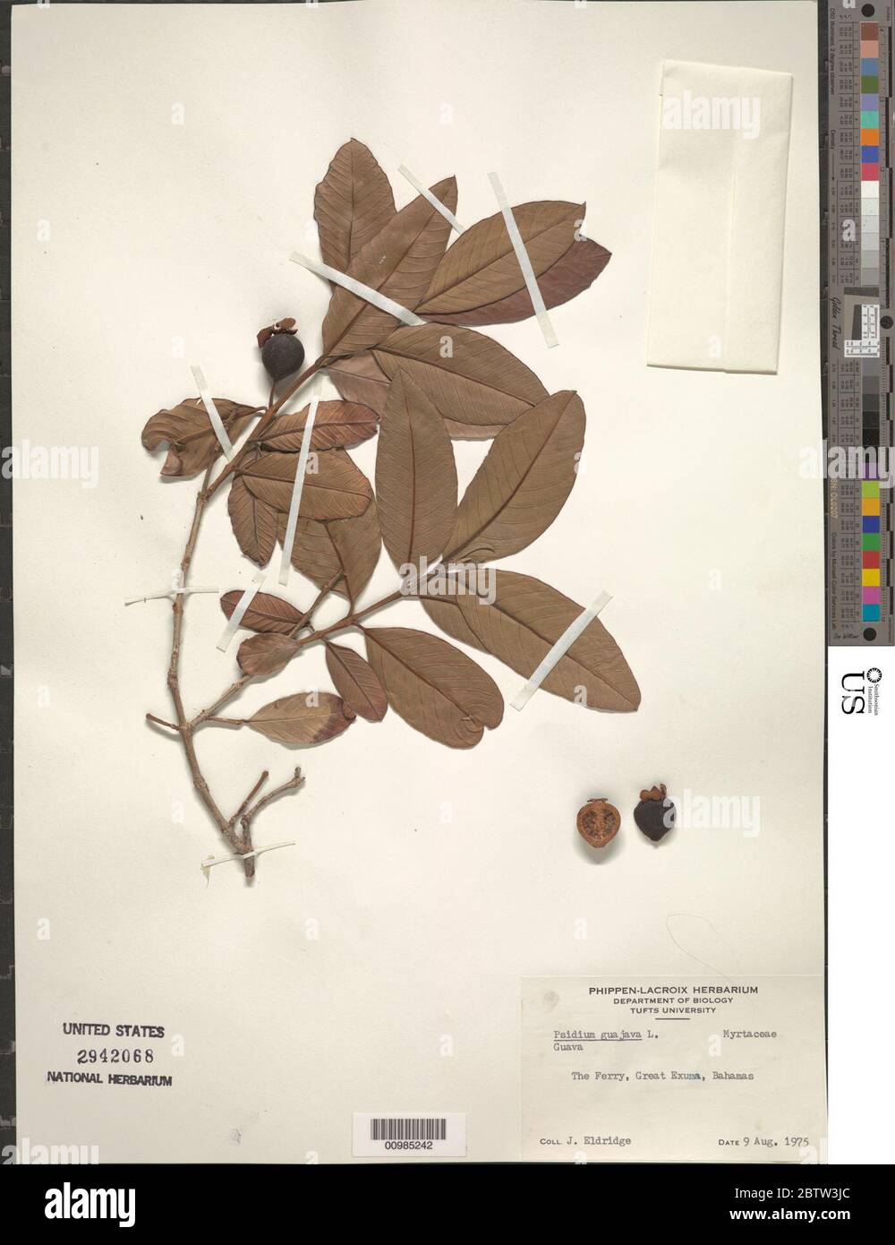 Psidium guajava l hi-res stock photography and images - Alamy