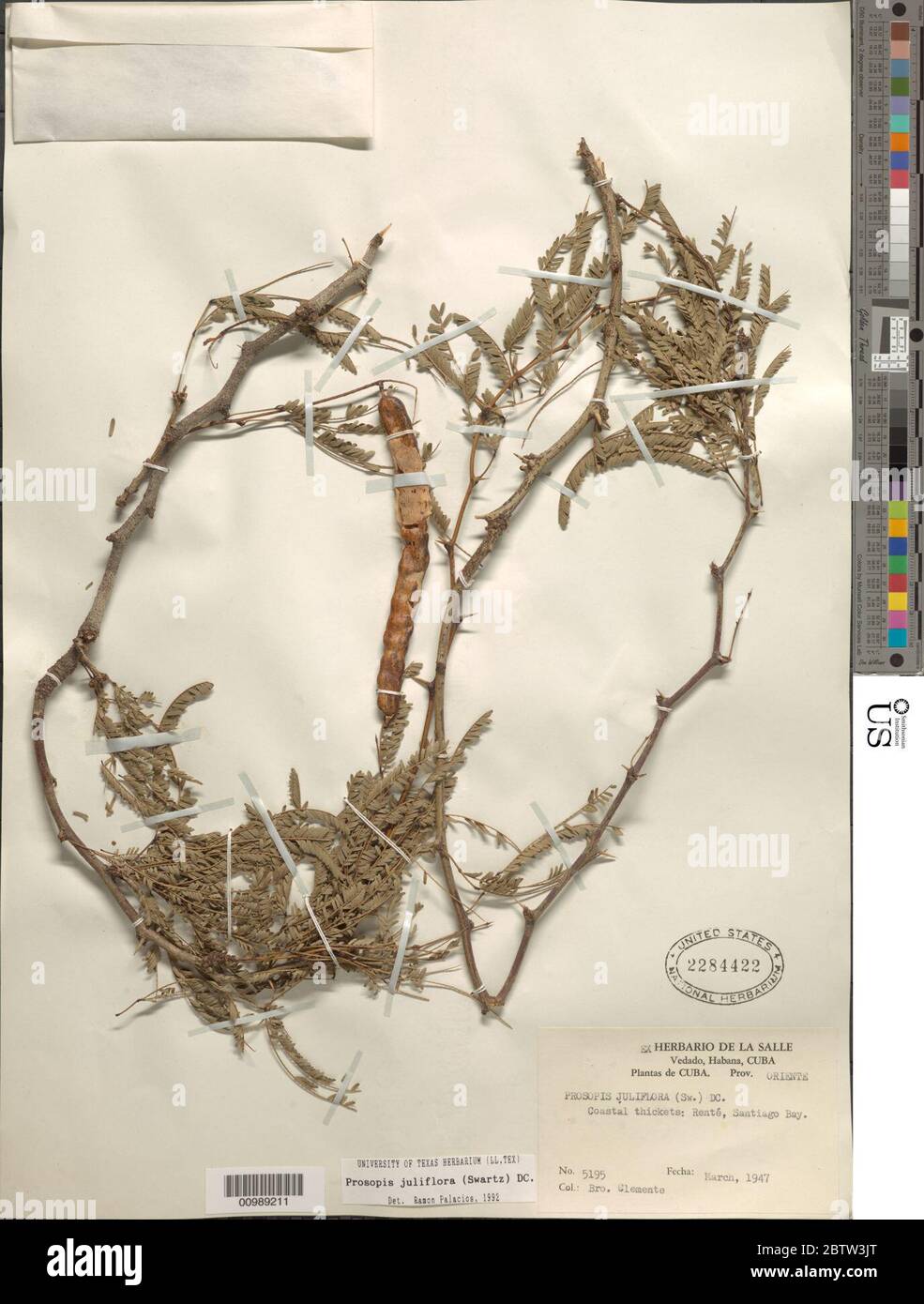 Juliflora hi-res stock photography and images - Alamy