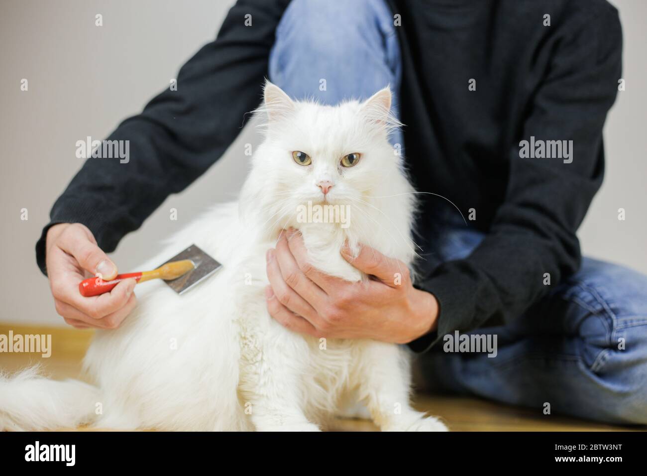 Cat combing. Long hair, cat's hairstyle. Pet care Stock Photo - Alamy