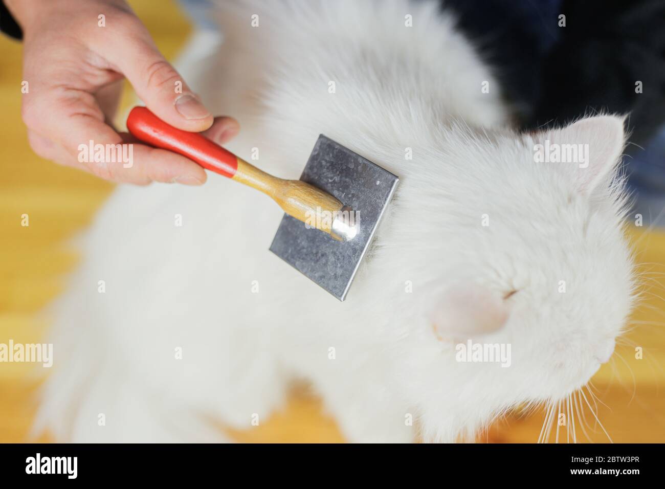 Cat combing. Long hair, cat's hairstyle. Pet care Stock Photo - Alamy