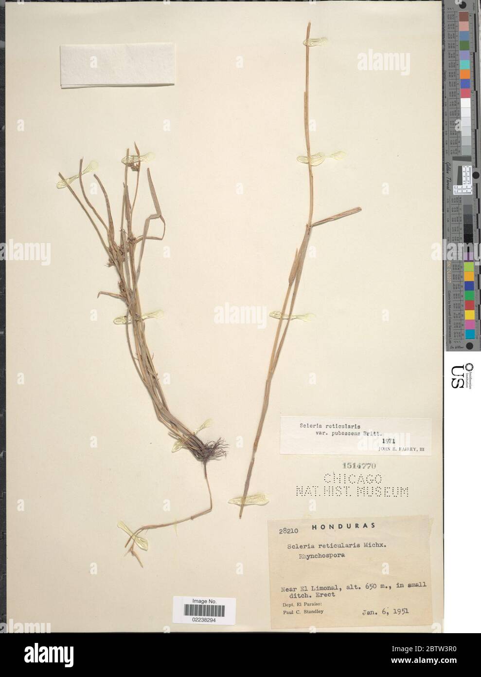 Reticularis hi-res stock photography and images - Alamy