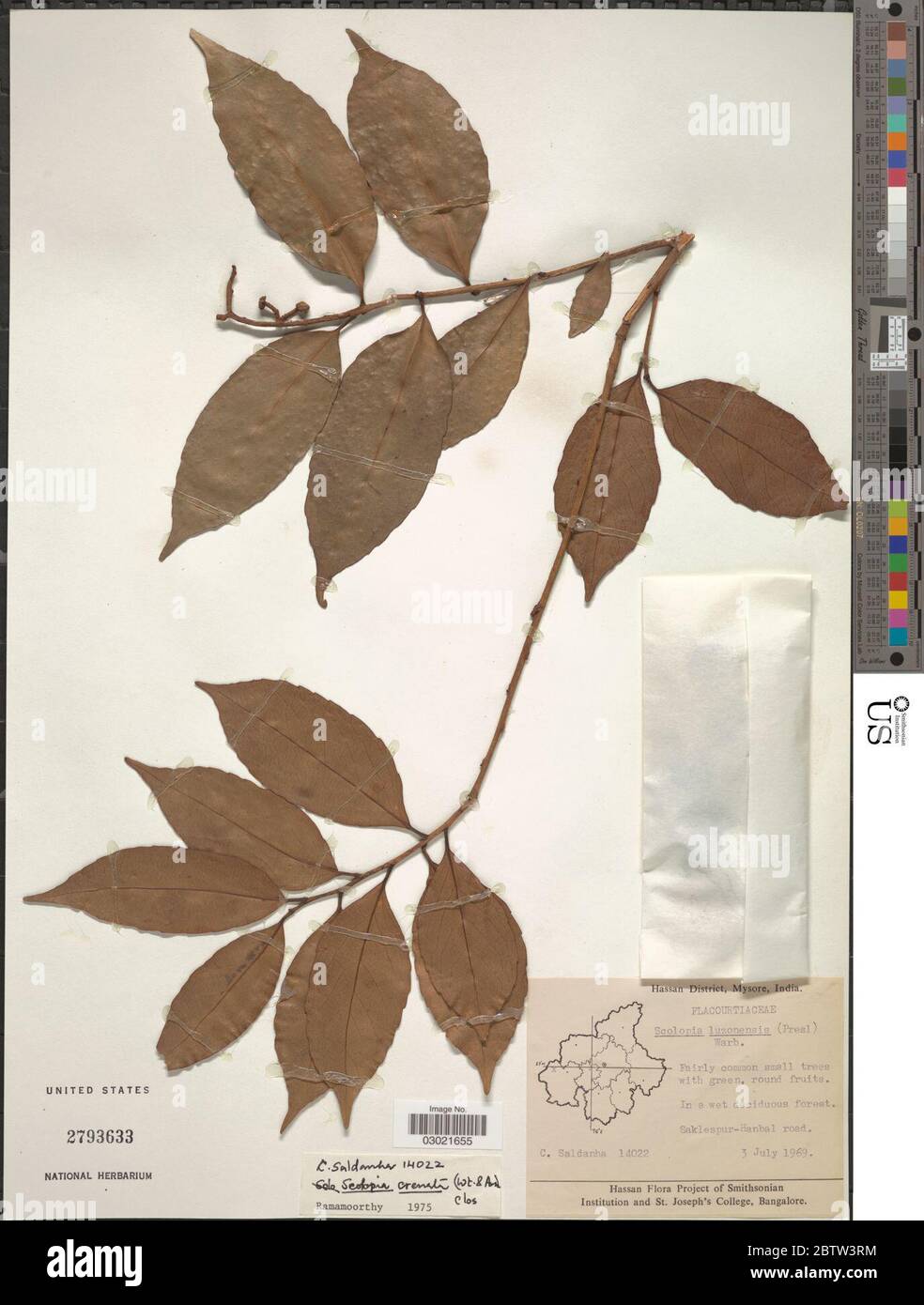 Scolopia crenata Clos Stock Photo - Alamy