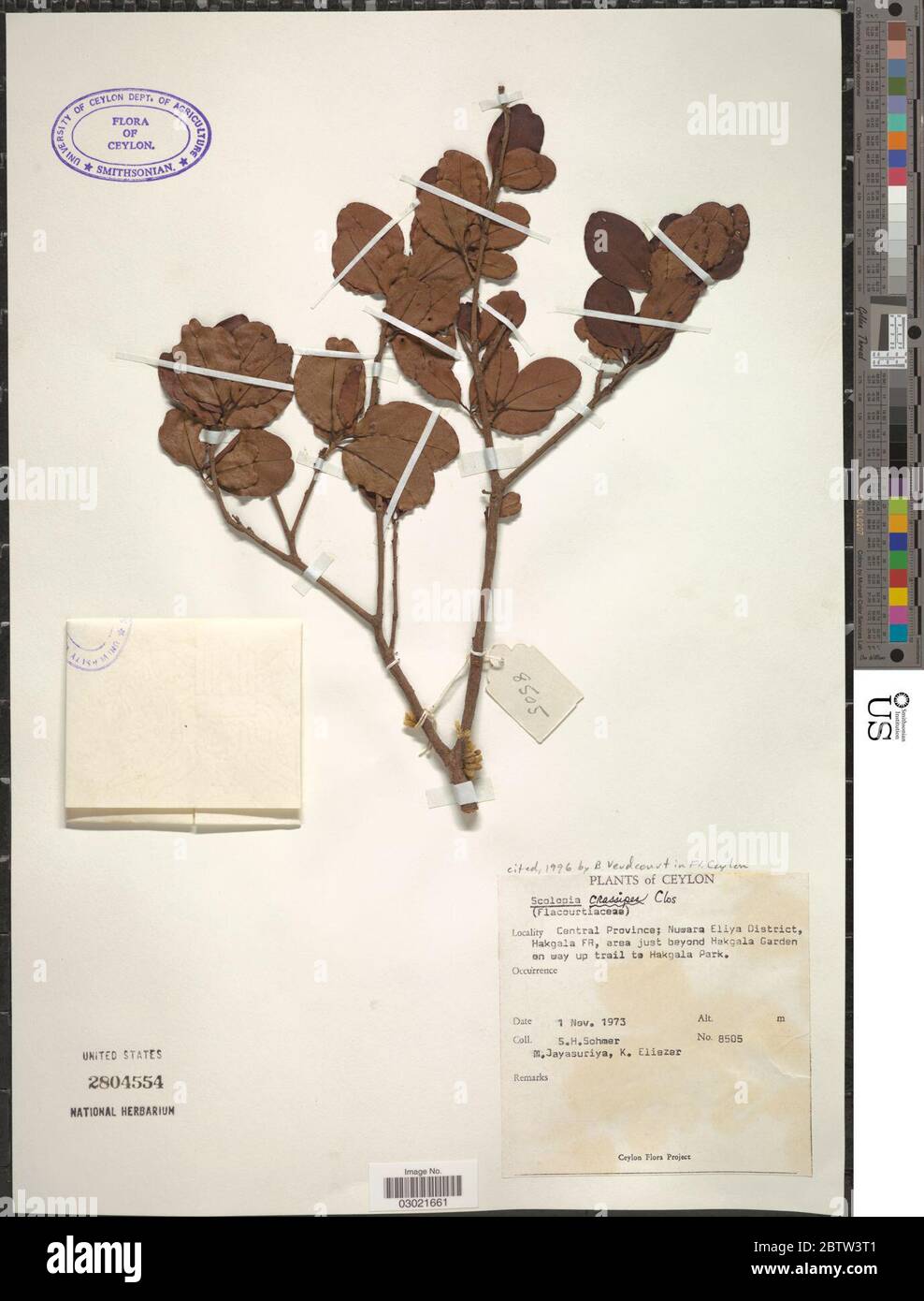 Scolopia crassipes Clos Stock Photo - Alamy